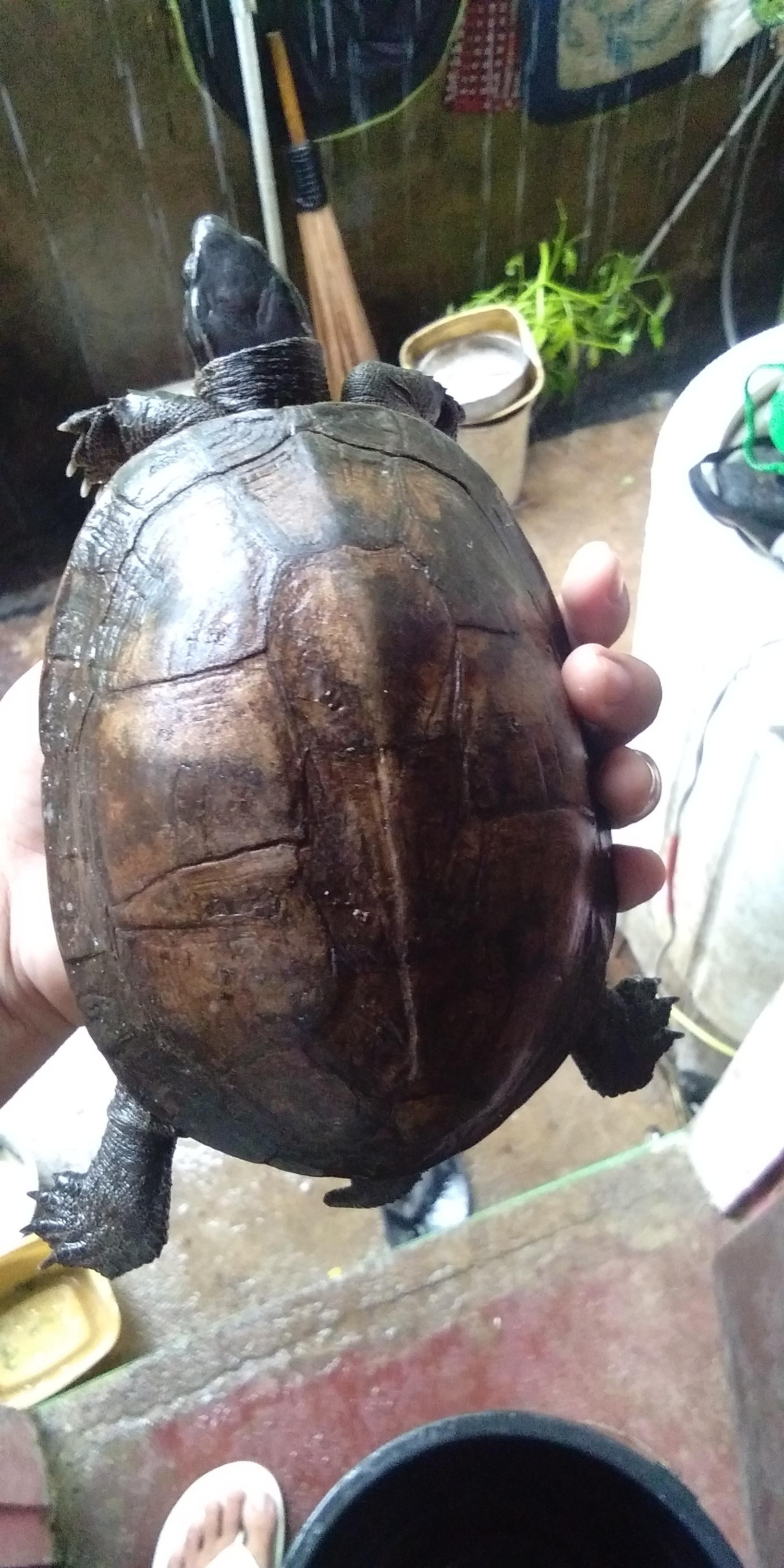 Can anyone ID this turtle | Scrolller