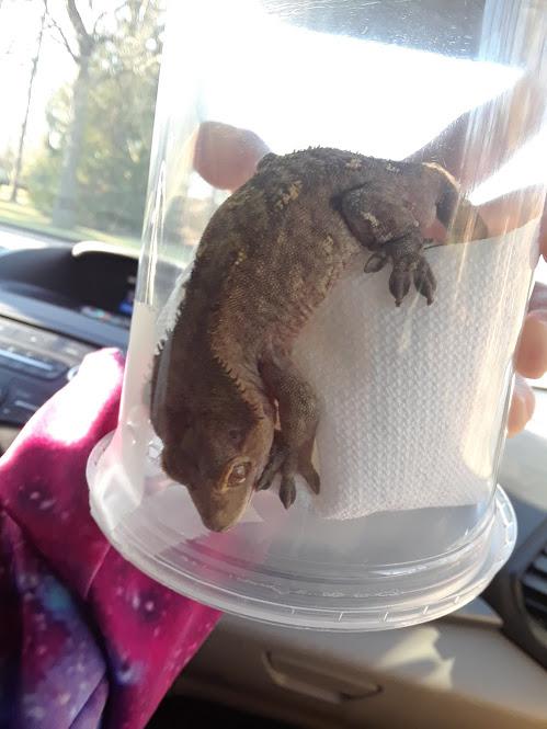 Can anyone identify the morph for this guy? | Scrolller