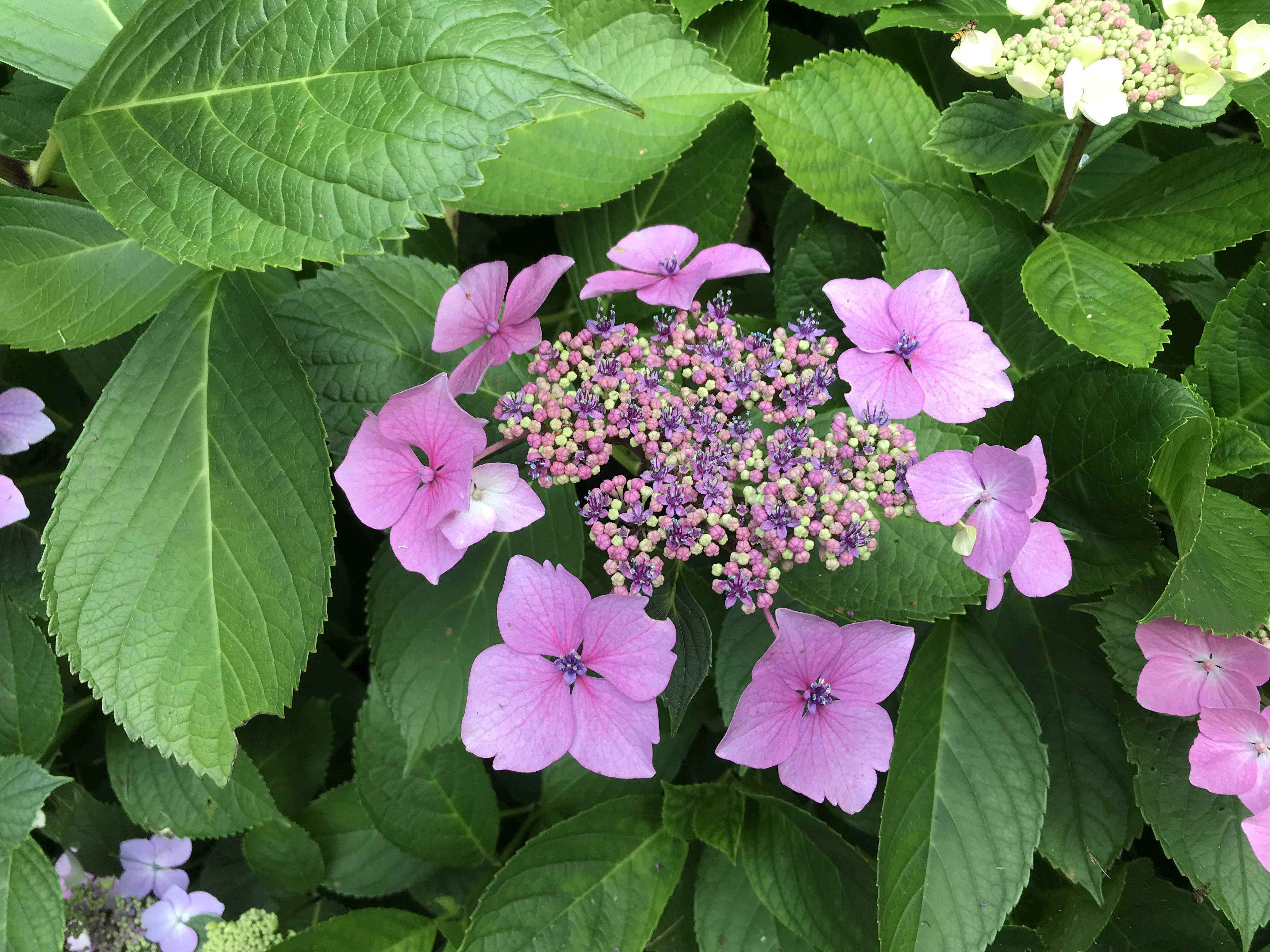 Can anyone identify this beauty? | Scrolller