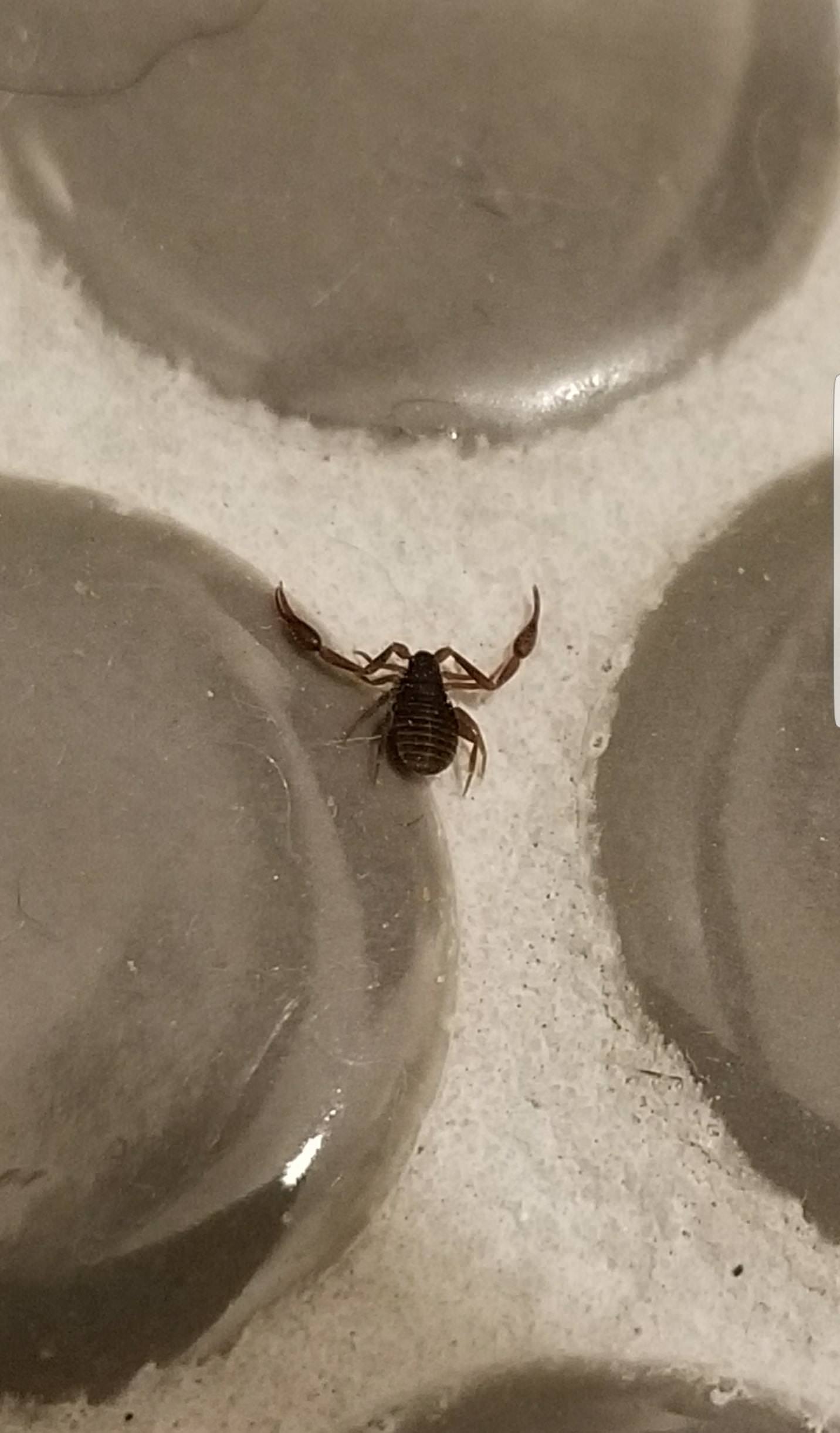 Can anyone identify this "scorpion spider" looking insect? | Scrolller