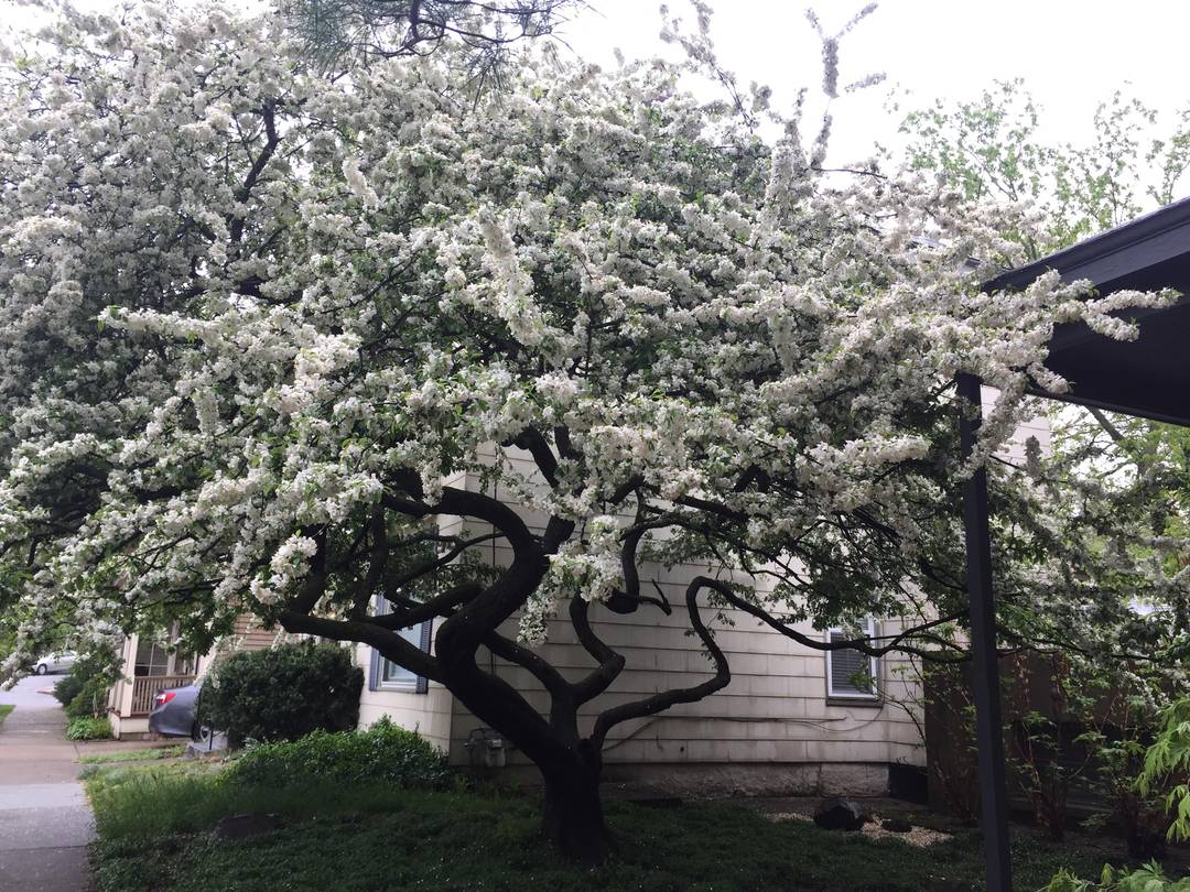 Can anyone identify this tree? It is my favorite tree ever and must know! | Scrolller