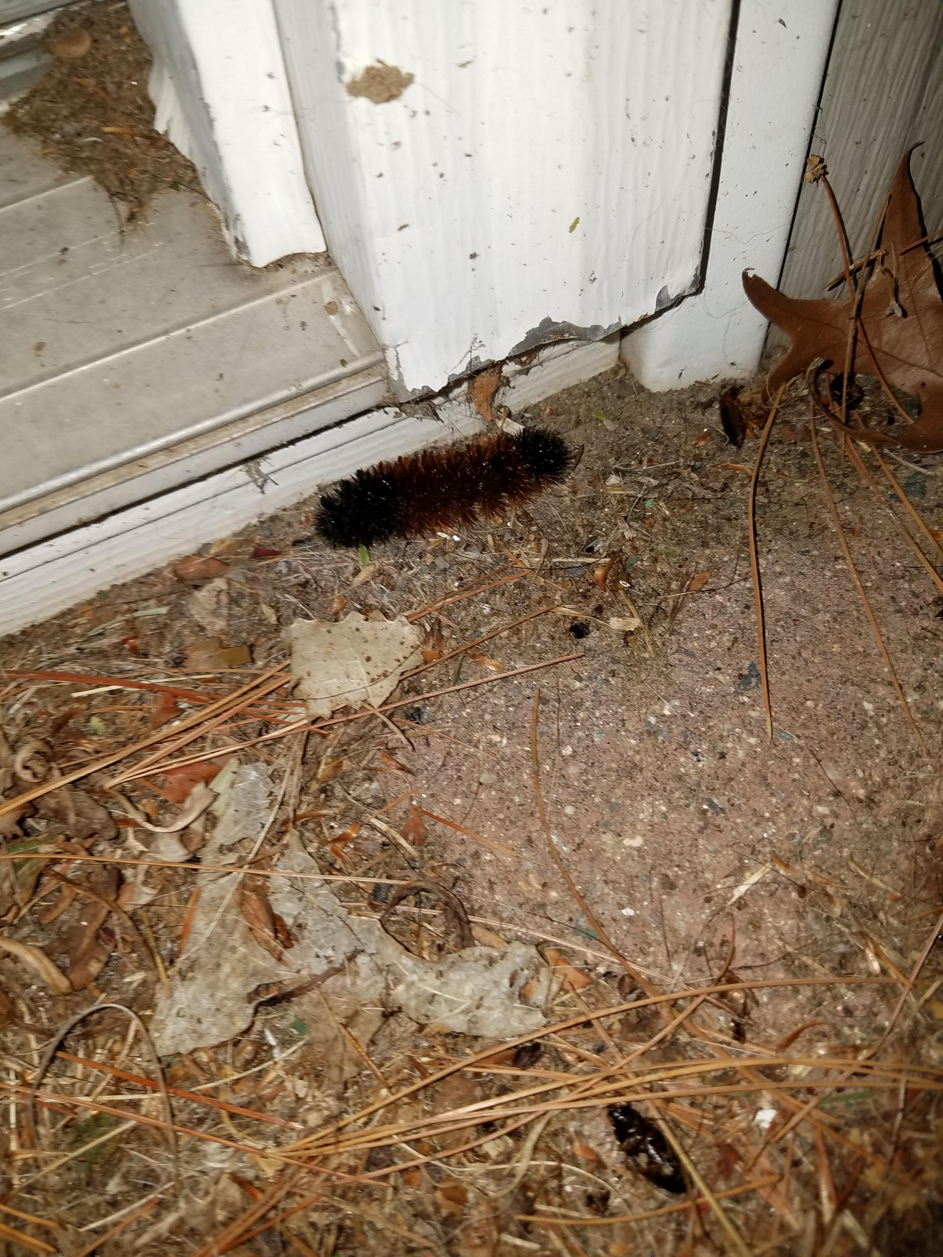 Can anyone tell me about this guy? Never seen one before, he's fuzzy and orange middle | Scrolller