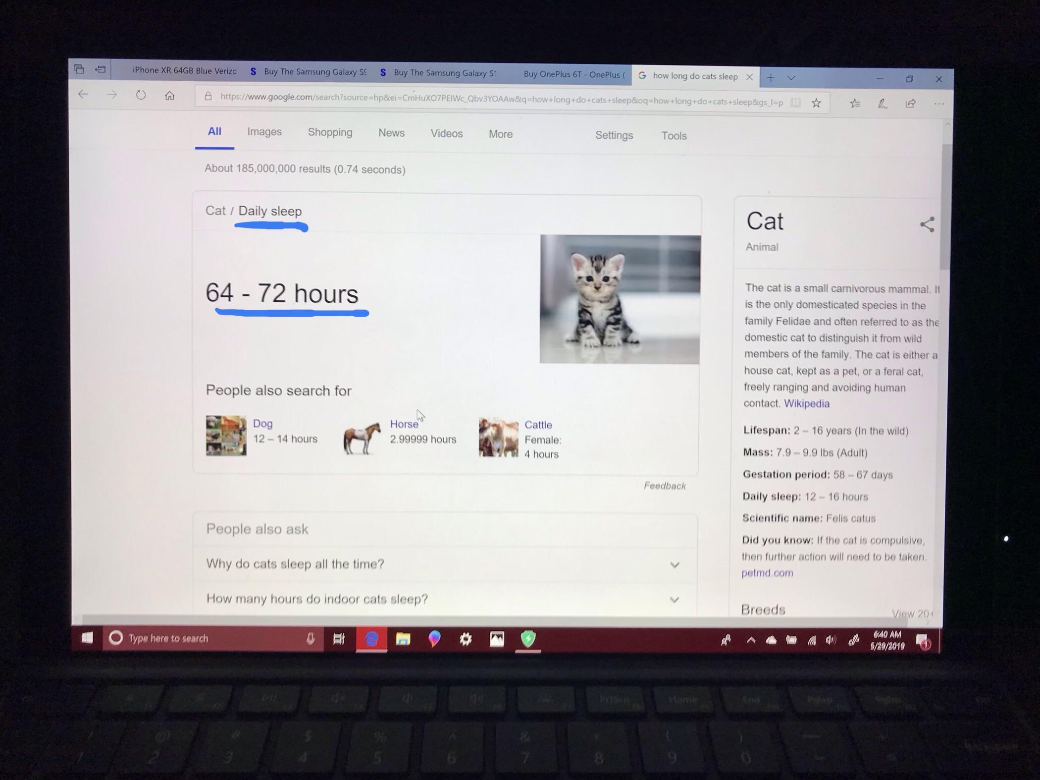 Can cats time travel!? | Scrolller