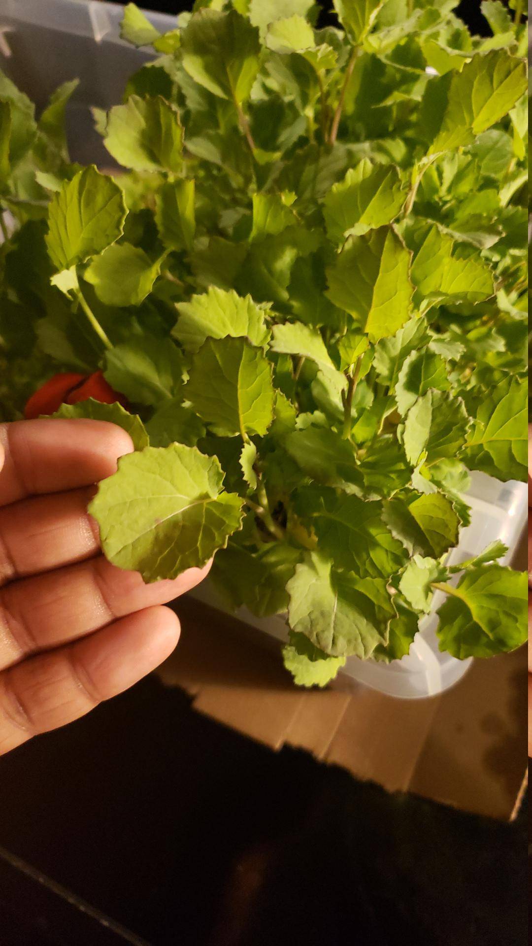 Can someone help identify this herb? | Scrolller