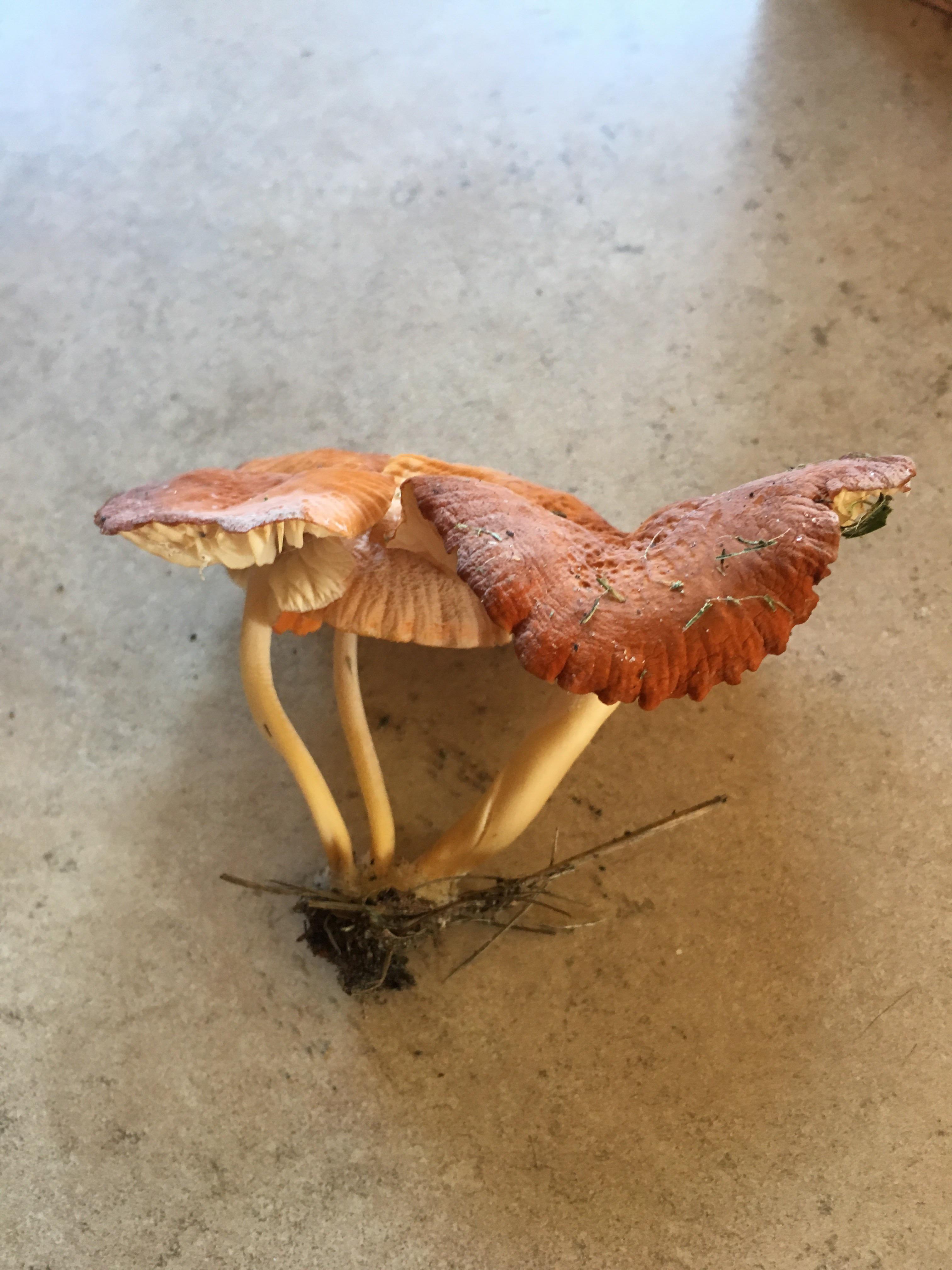 Can someone identify these mushrooms | Scrolller