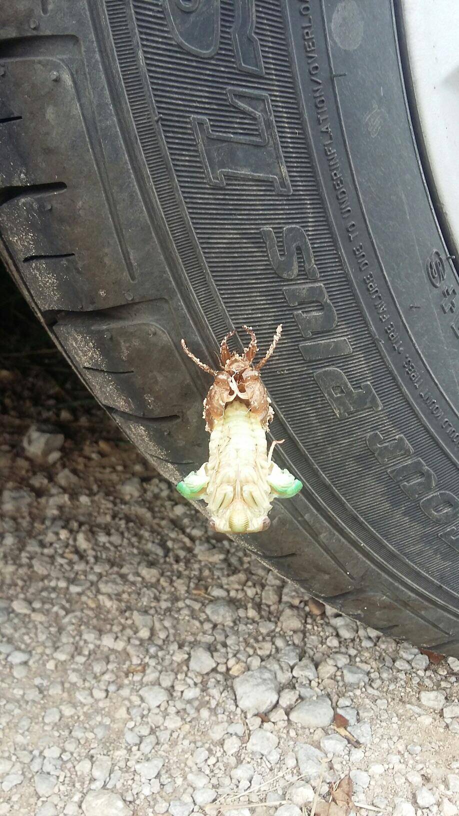 Can someone identify this insect please | Scrolller