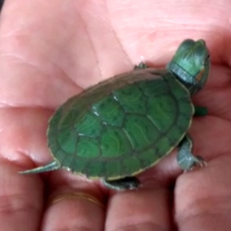 Can someone identify what species this is? Is it a tortoise or a turtle? | Scrolller