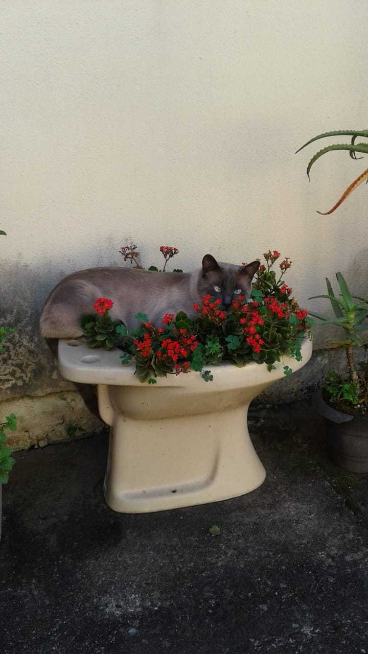 Can this unusual potted cat be considered? | Scrolller