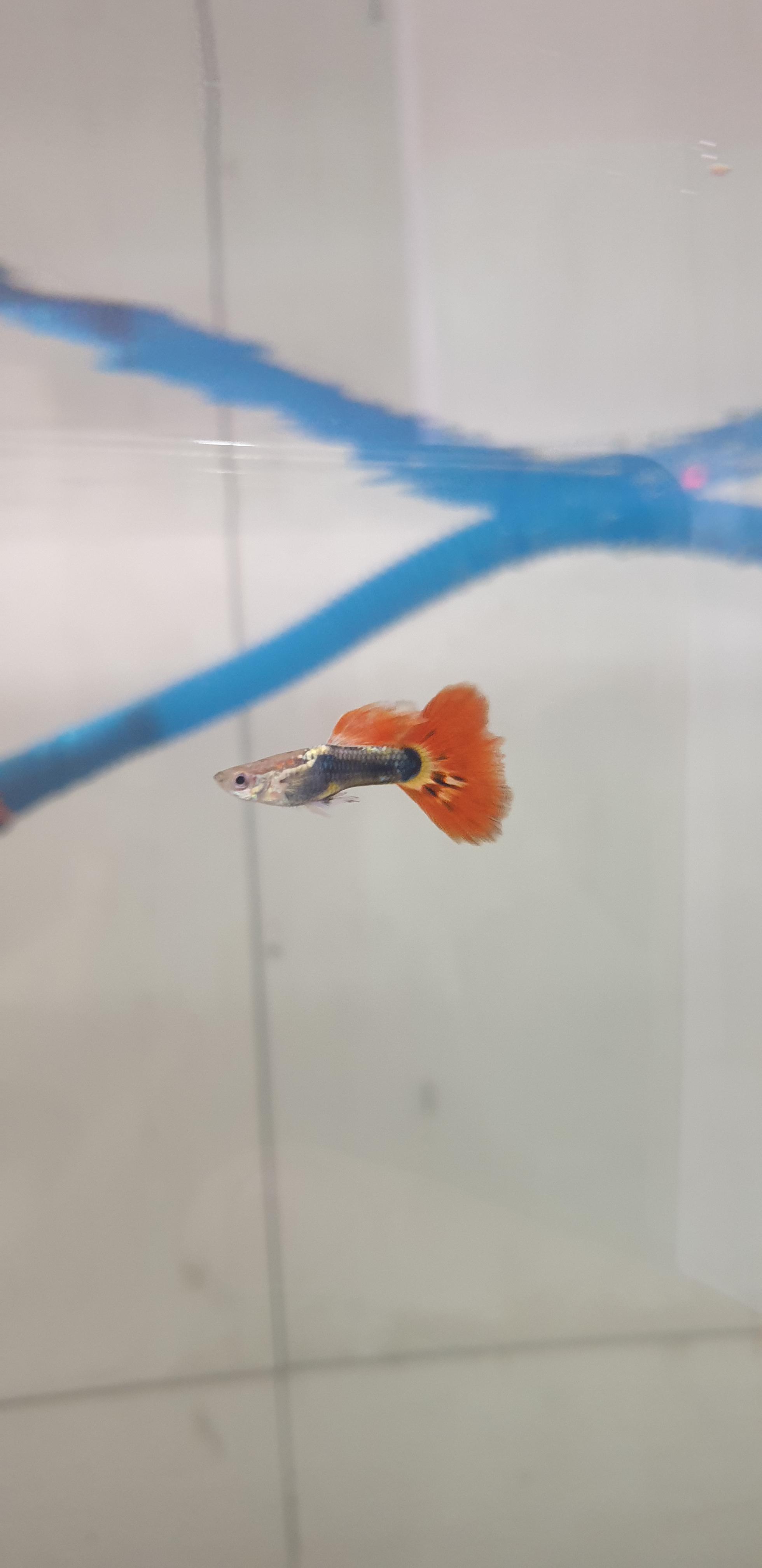 Can you help me identify this guppy breed | Scrolller