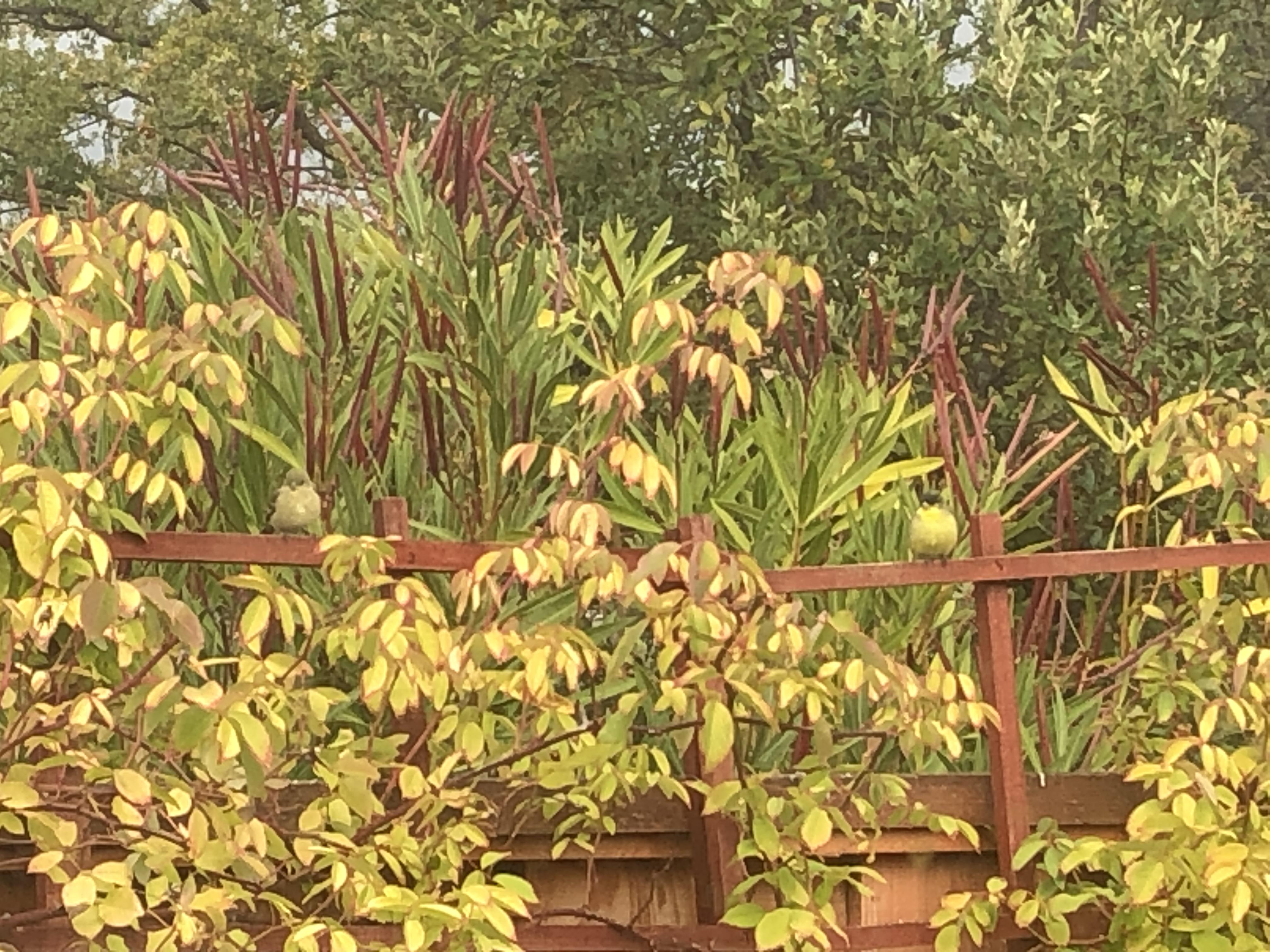 Can You Spot The Borbs Scrolller Can You Spot The Borbs Scrolller