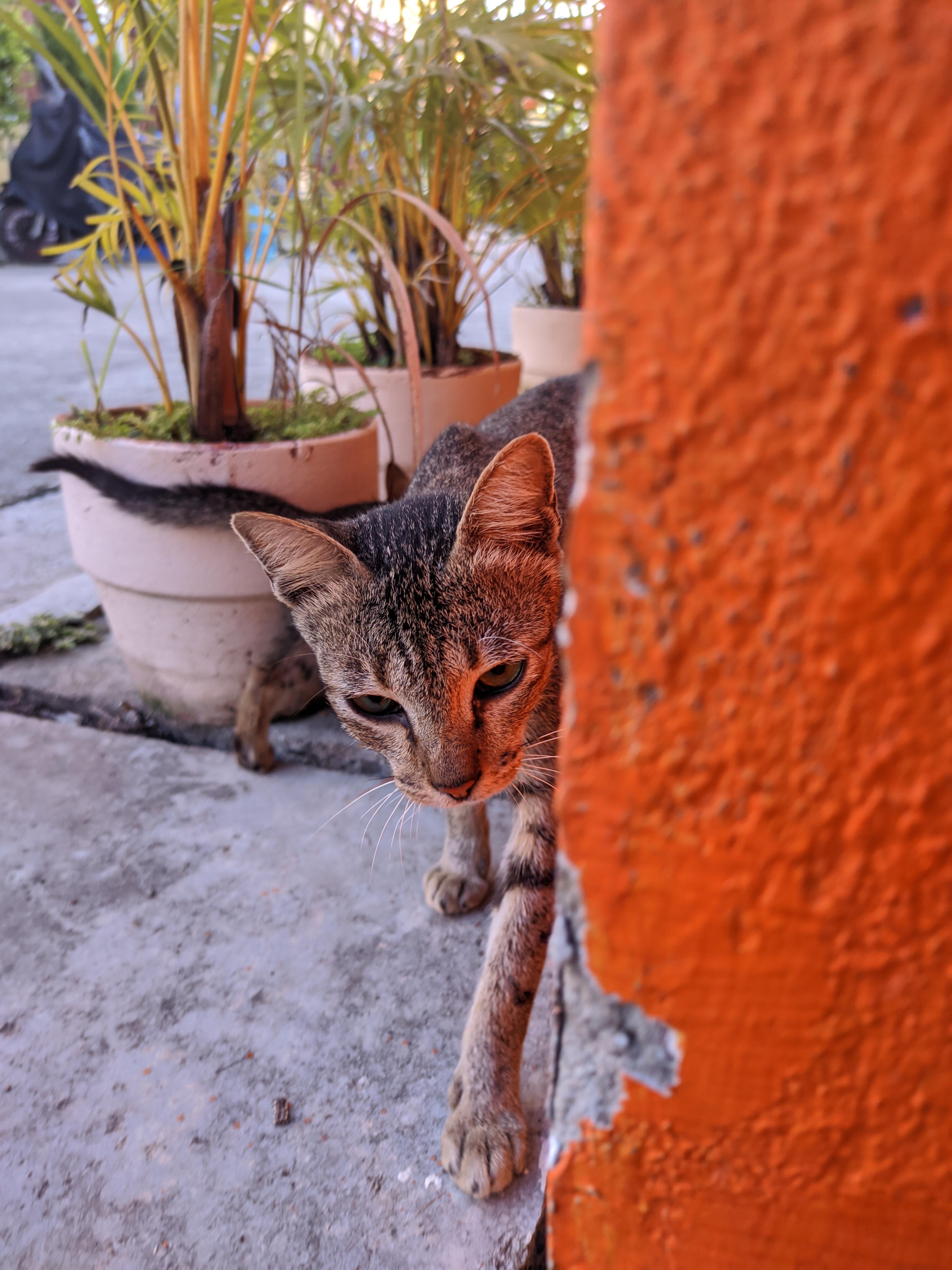 Candid photo of a stray cat approaching me. Shot on a realme6Pro with a GCam port. | Scrolller