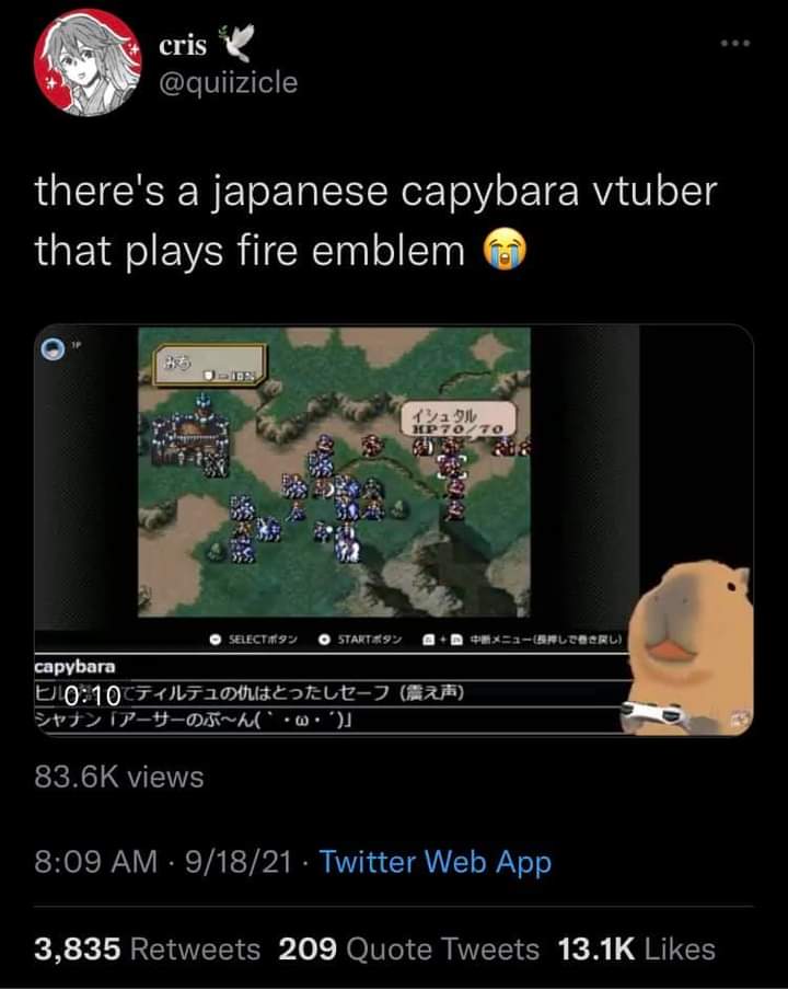 capybara rule | Scrolller