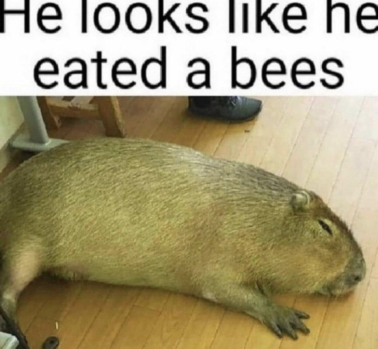 Capybara rule | Scrolller