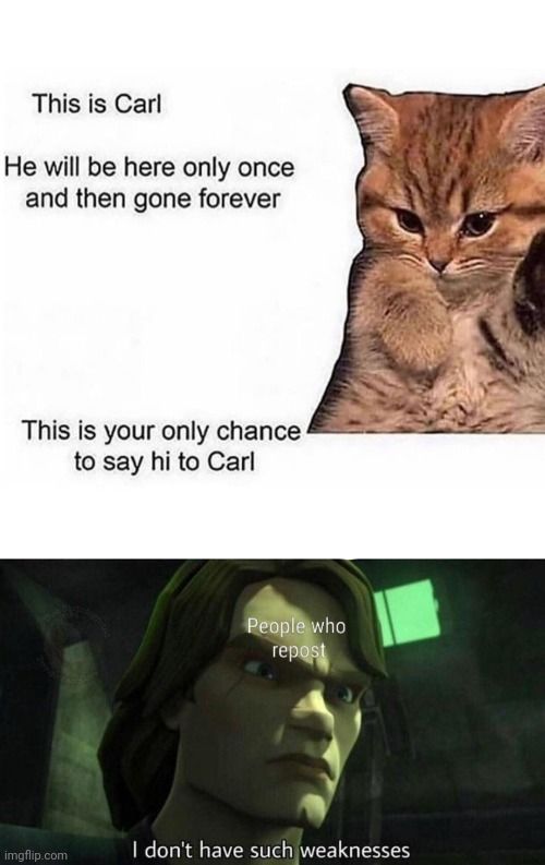 Carl shall reappear | Scrolller