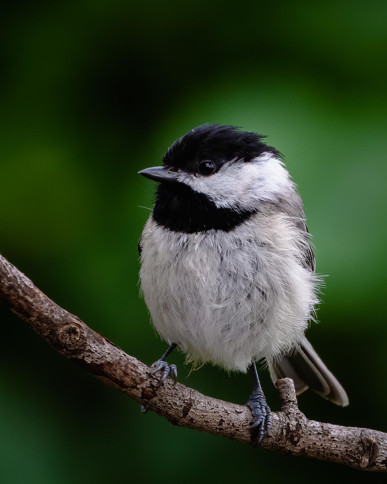 Carolina chickadee puffed up and posing | Scrolller