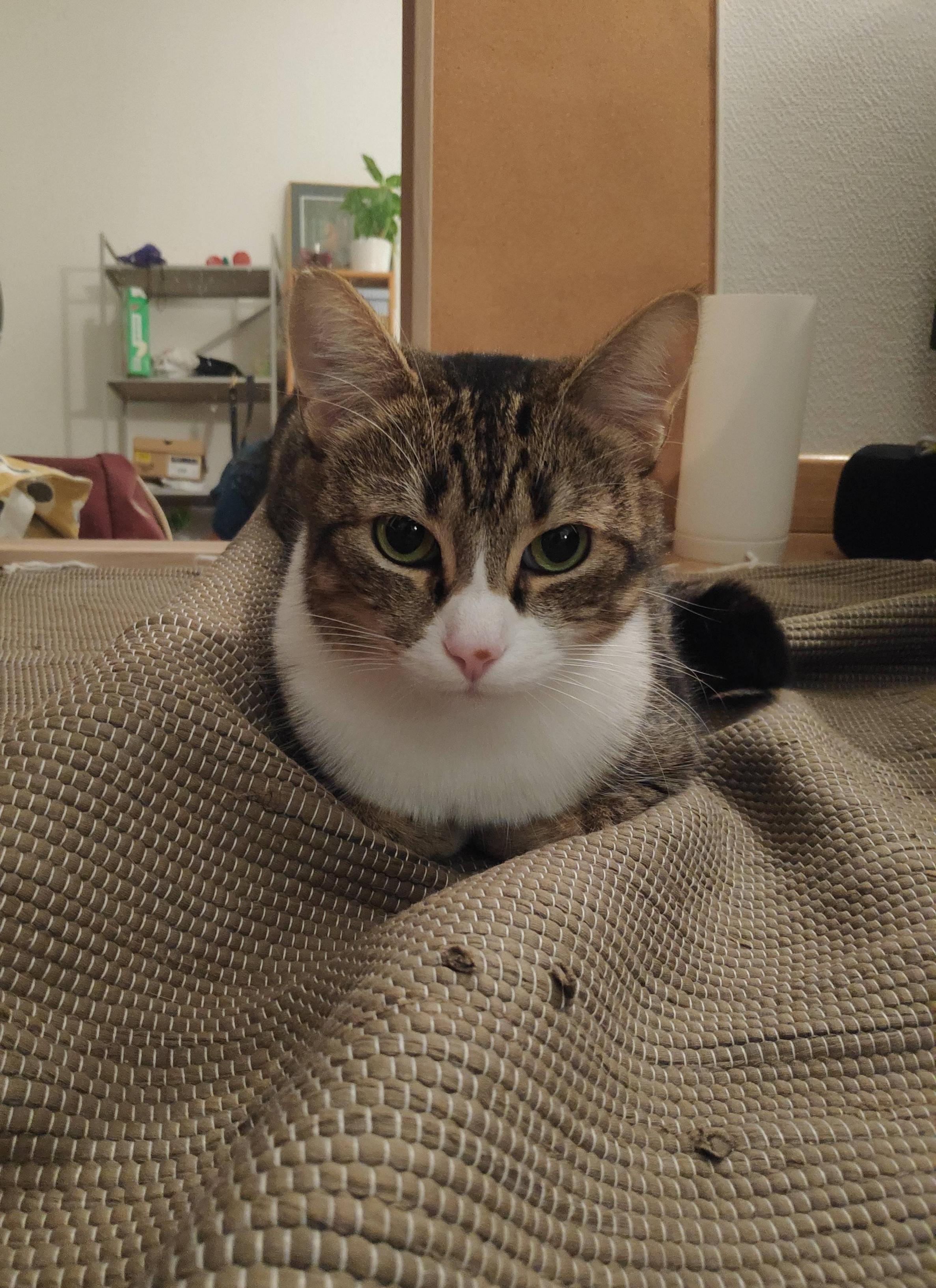 Carpet warping loaf | Scrolller