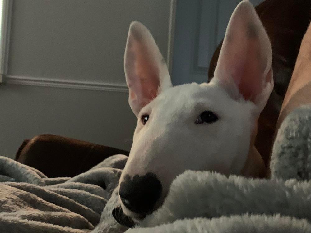 Casper the Big Bunny | Scrolller