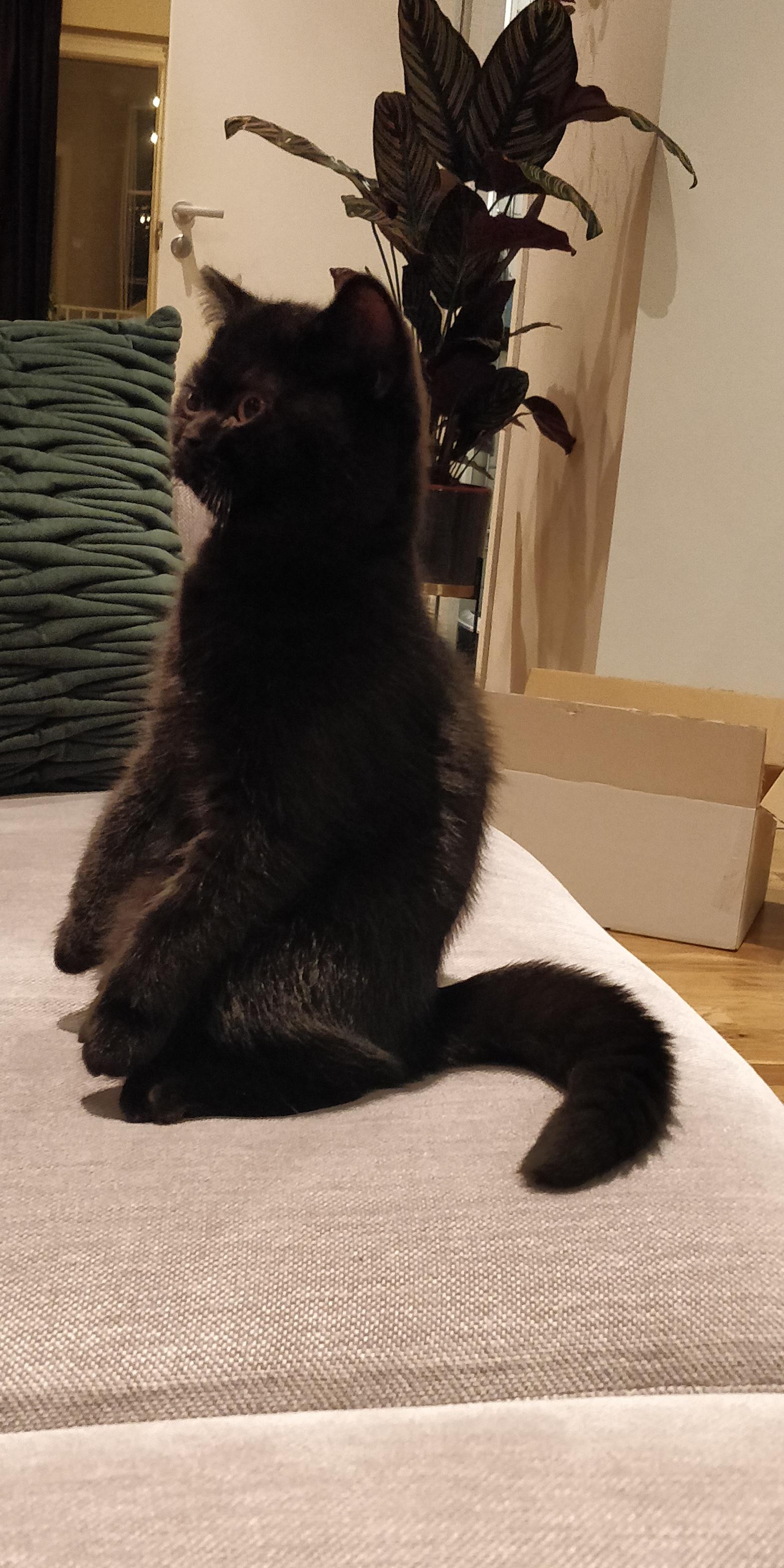 Cat. | Scrolller