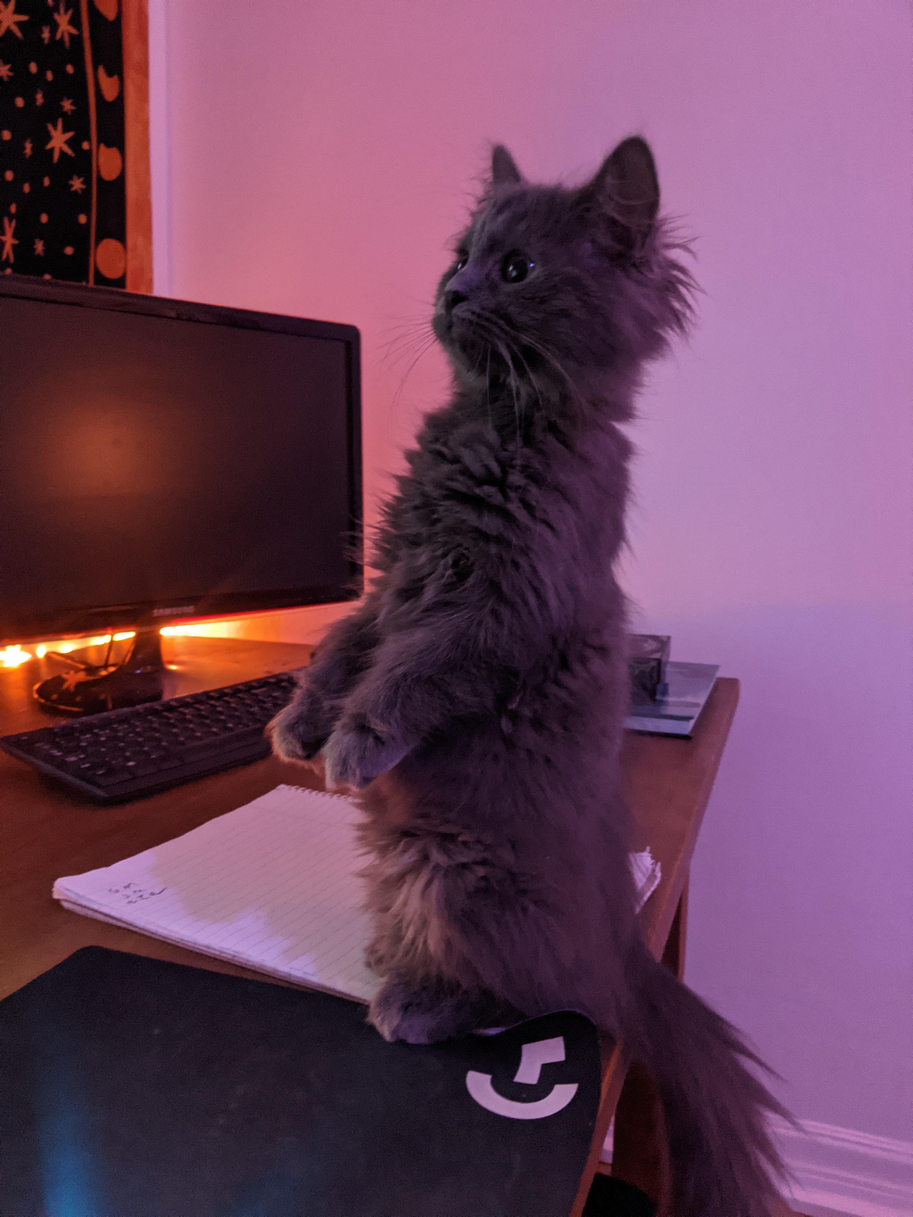 Cat. | Scrolller