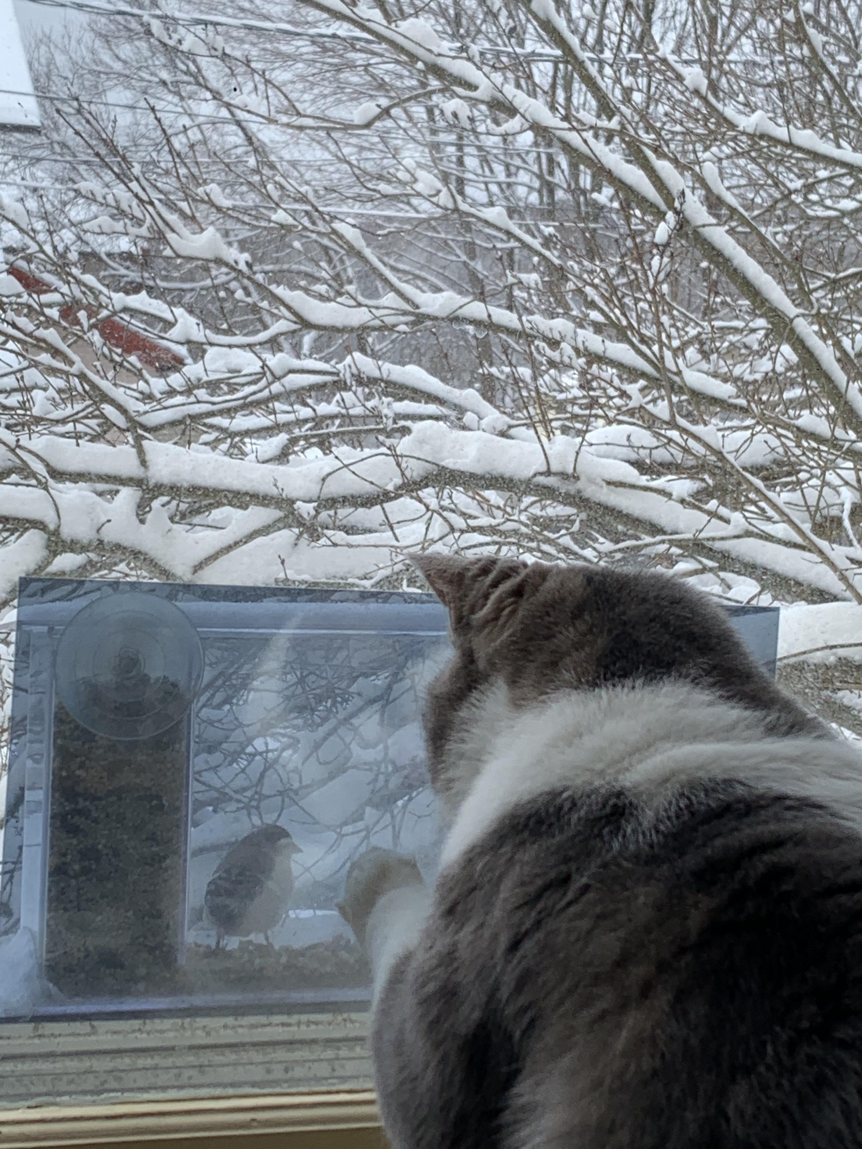 Cat and birb meet | Scrolller