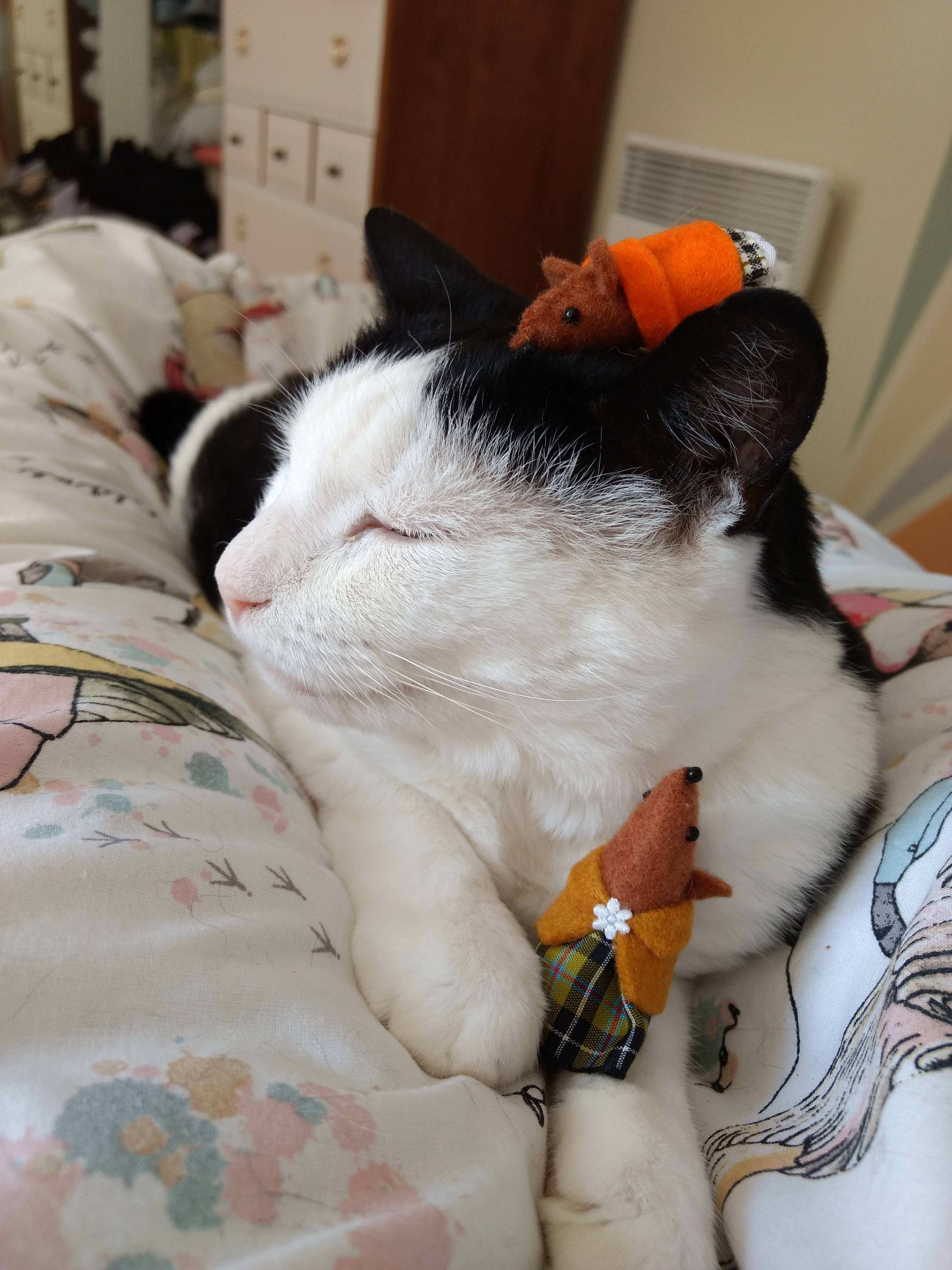 Cat and mice | Scrolller