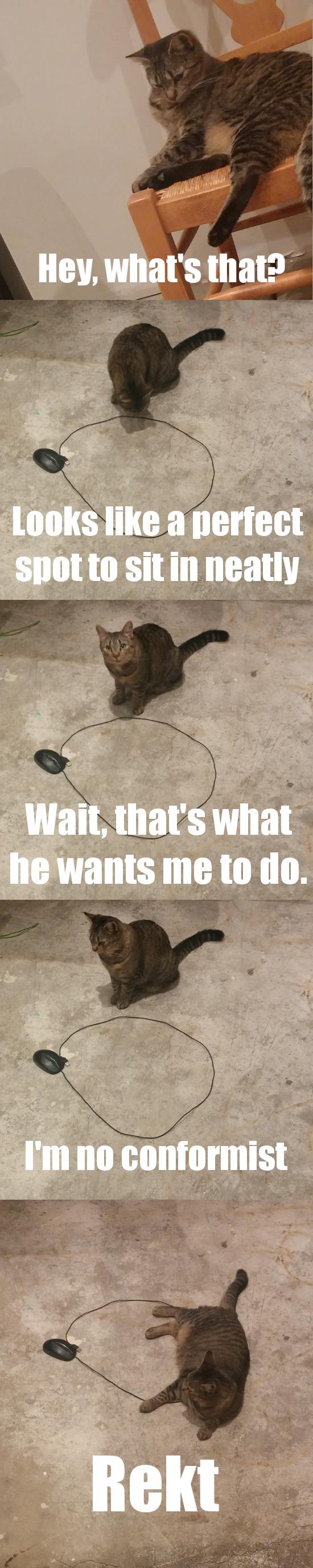 Cat and Mouse Circle | Scrolller