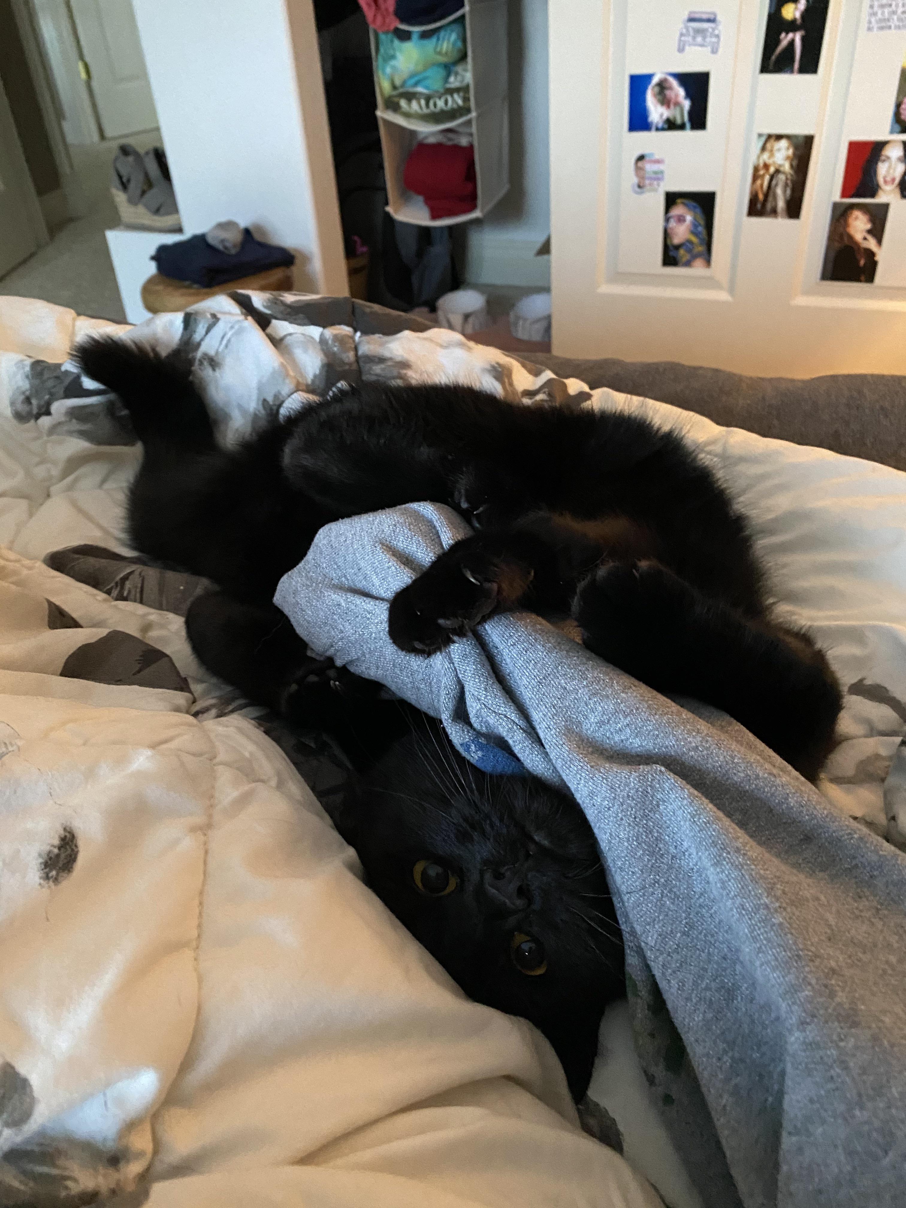 Cat Attack | Scrolller