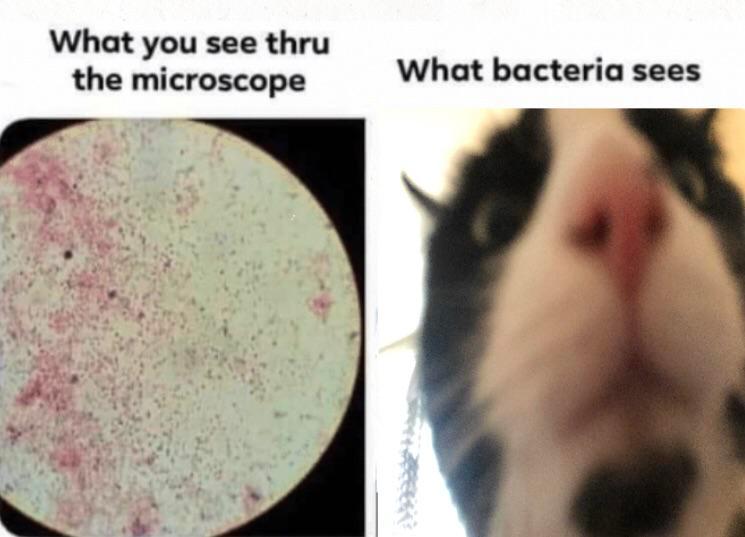 Cat bacteria | Scrolller