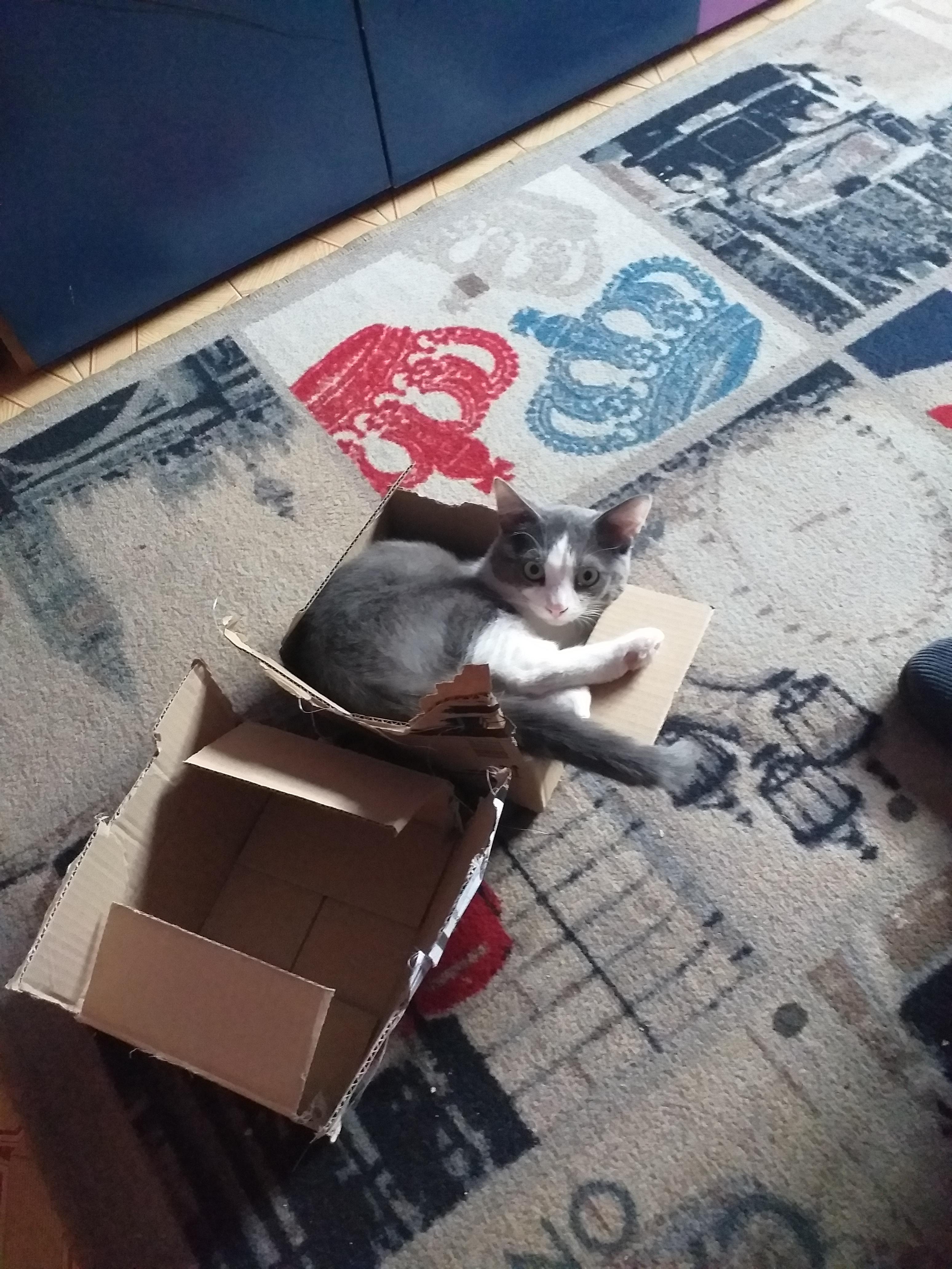 Cat + box = true love | Scrolller