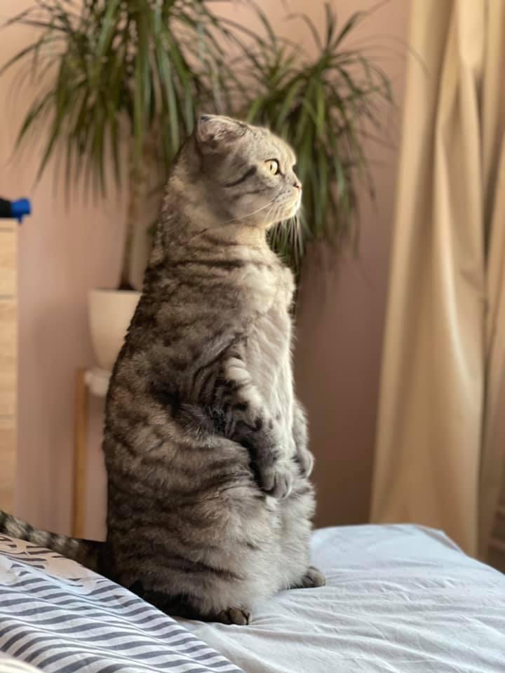 Cat. | Scrolller