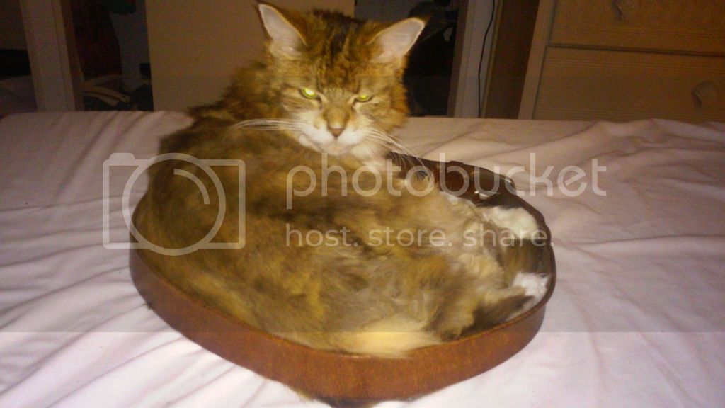 Cat circle in my belt | Scrolller