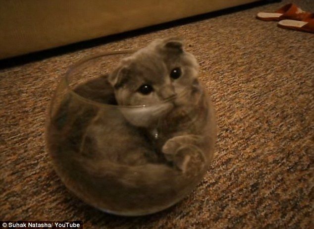 Cat confirmed as liquid | Scrolller