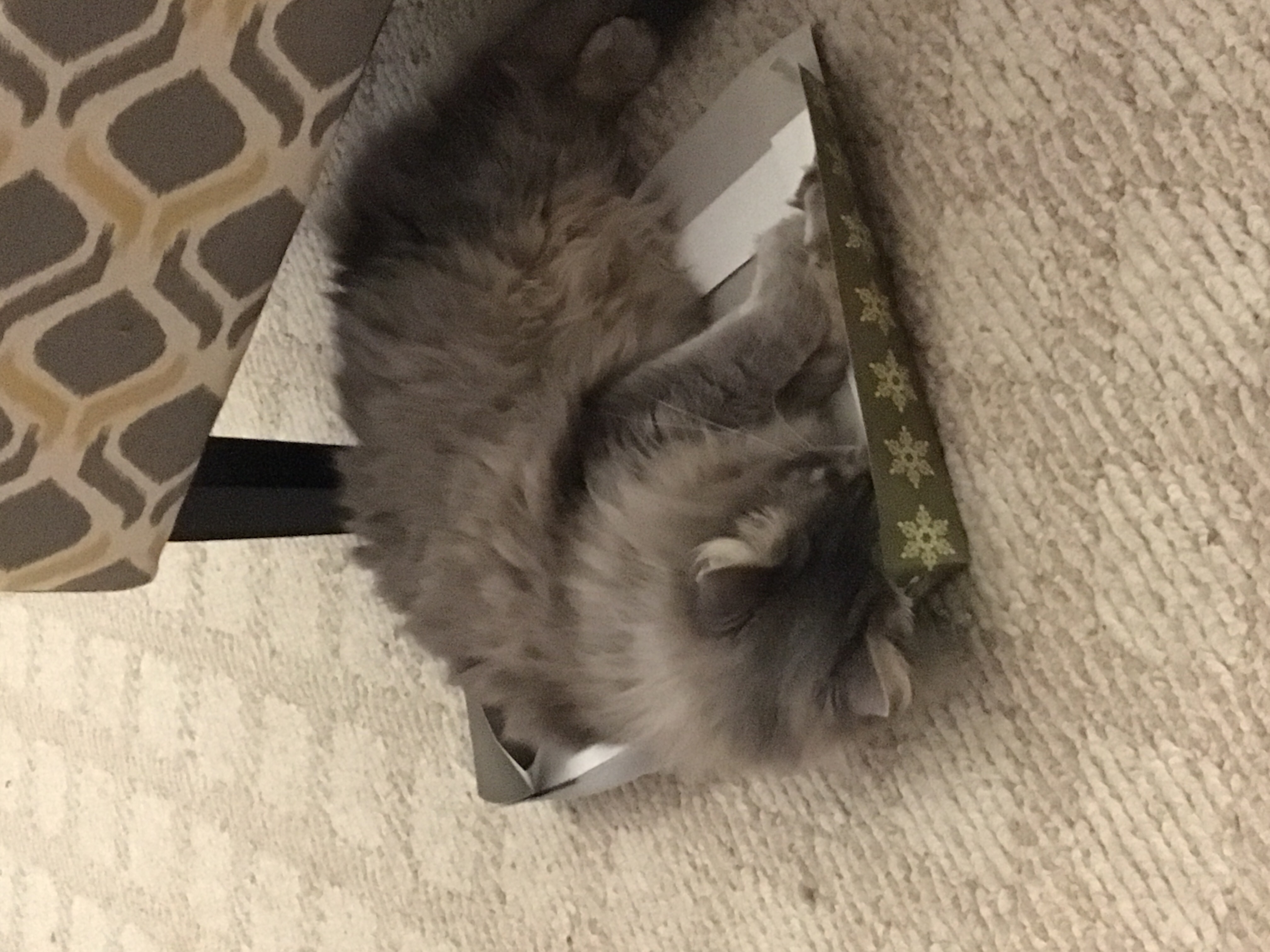 Cat halfway in a box? | Scrolller