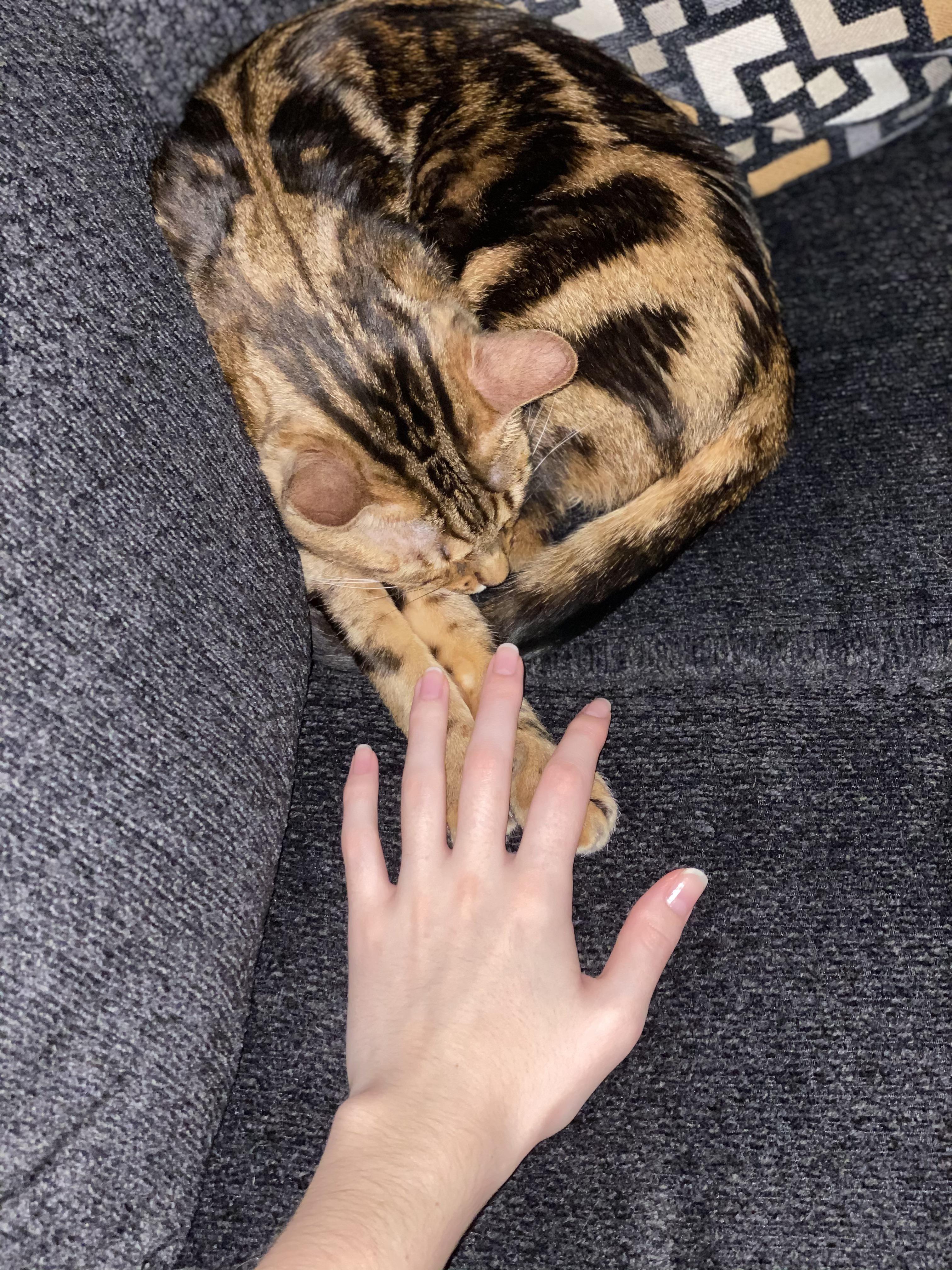 Cat hands and my hands🥰 | Scrolller