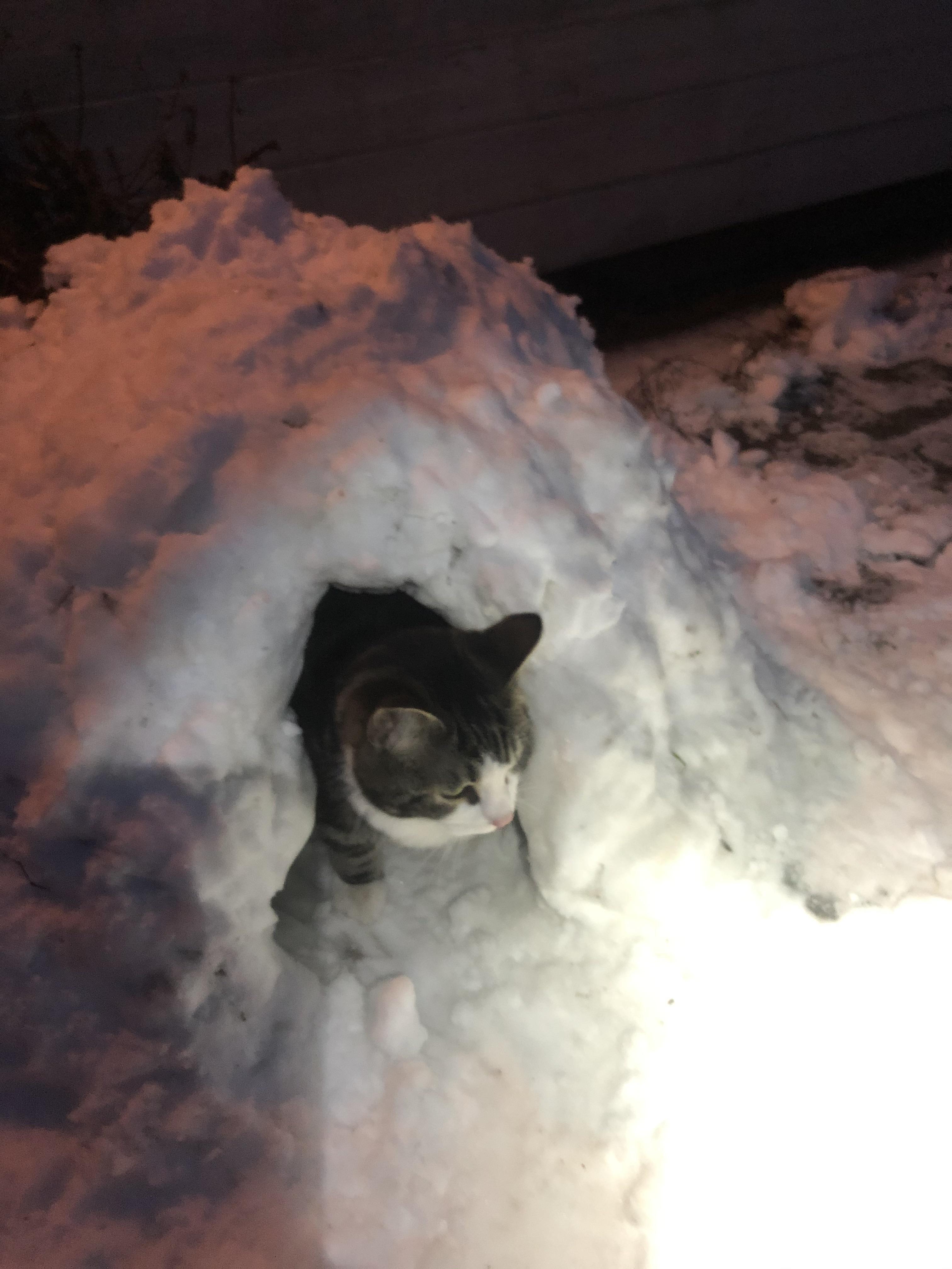 Cat igloo | Scrolller