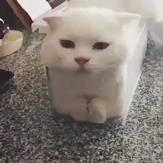 Cat in a box | Scrolller