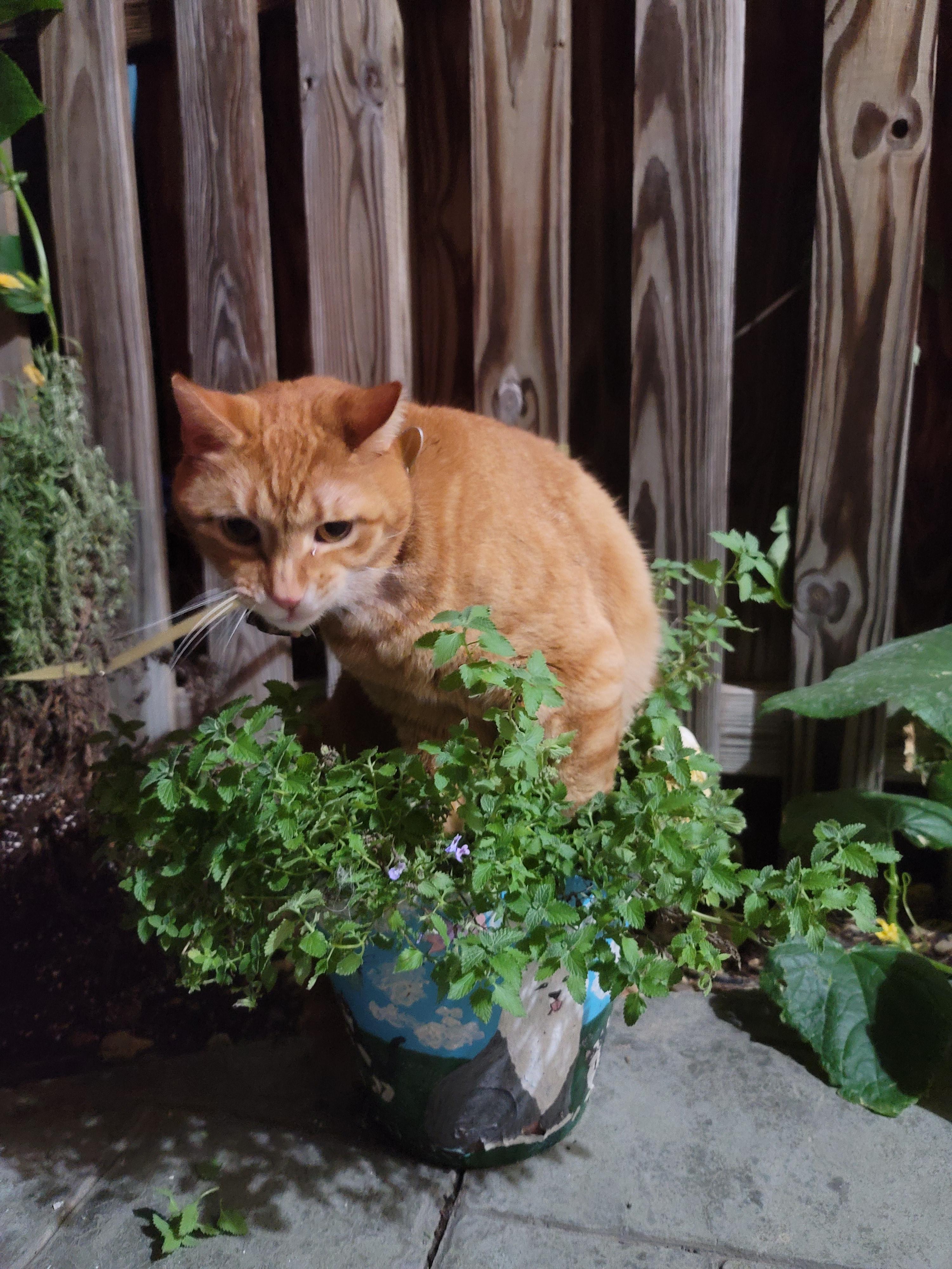 Cat in Catnip, Faust enjoying his post dinner snack | Scrolller