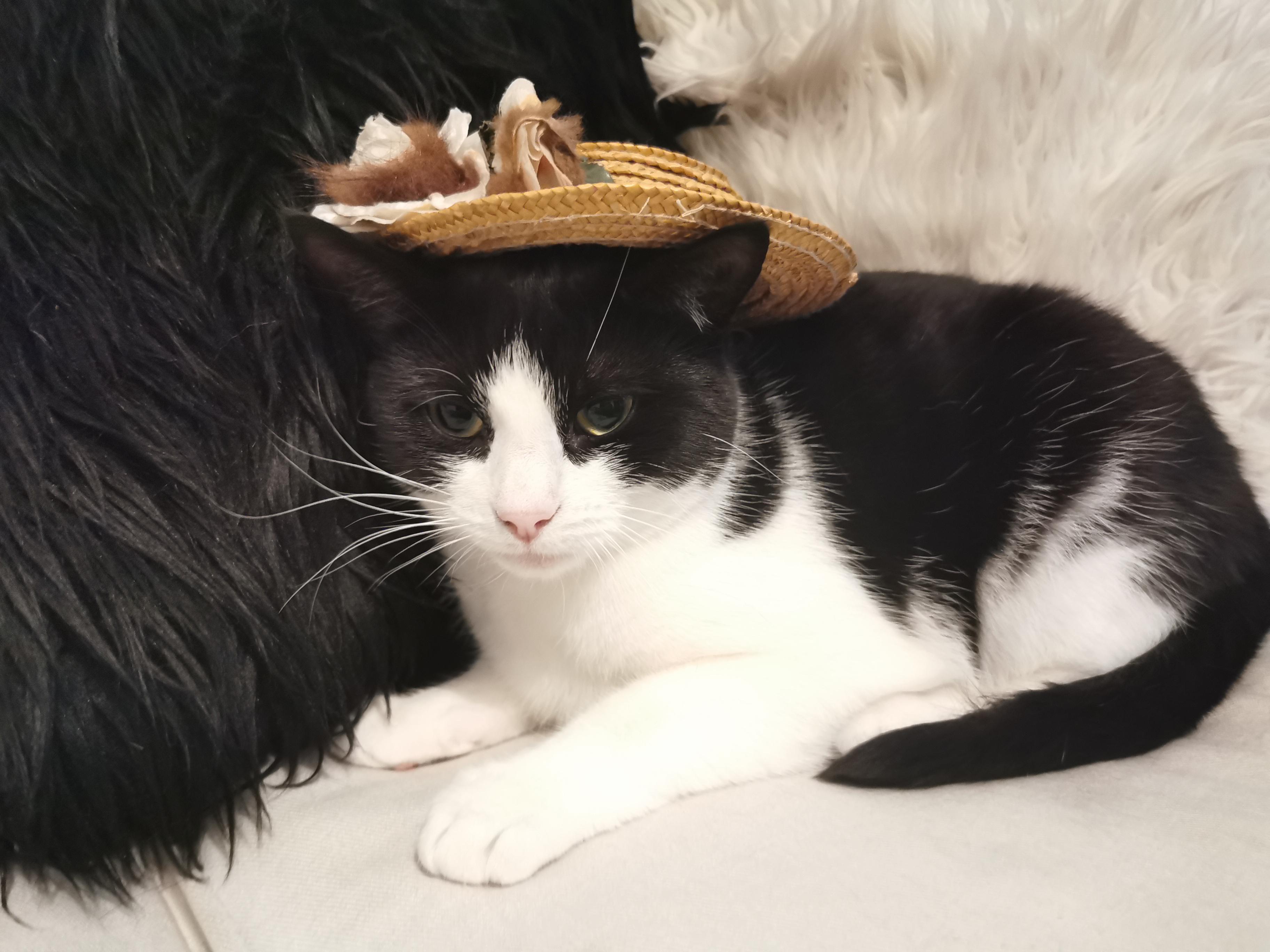 Cat in the hat | Scrolller