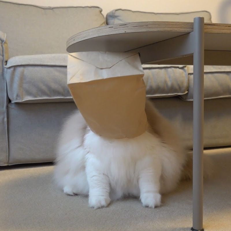 Cat logic: If I can't see you, you can't see me either | Scrolller