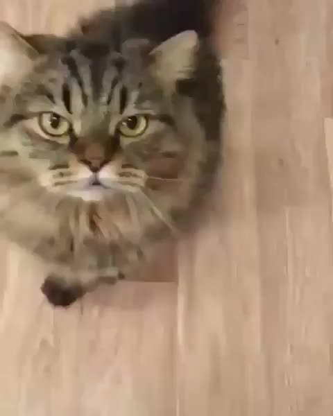 Cat loves to hug | Scrolller