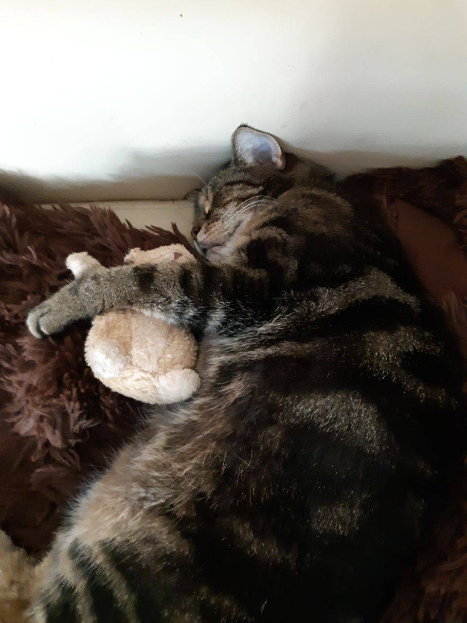 Cat loving her teddy | Scrolller