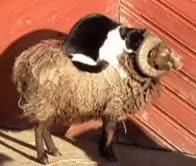 Cat massages sheep | Scrolller