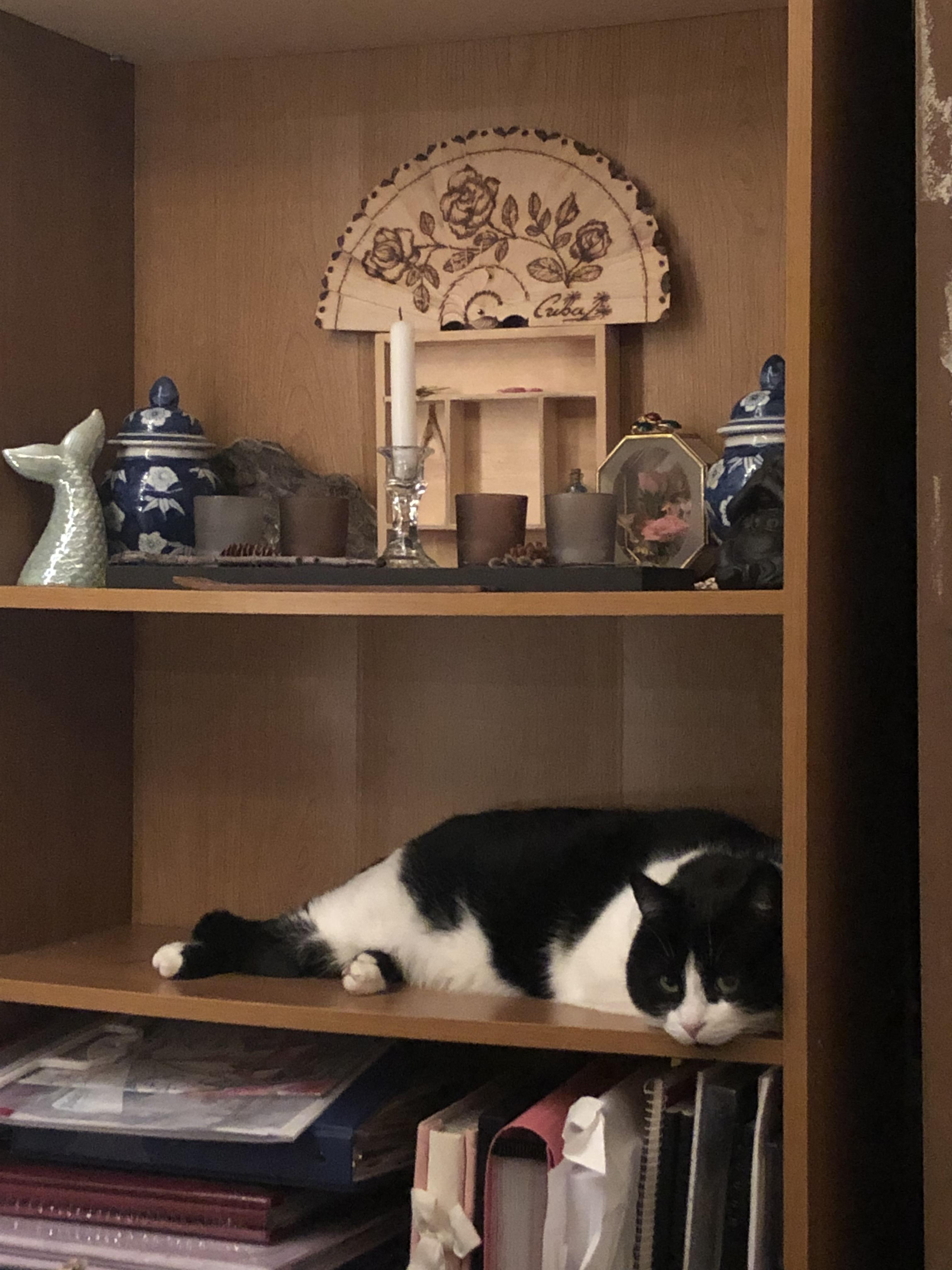 Cat nap below my altar | Scrolller