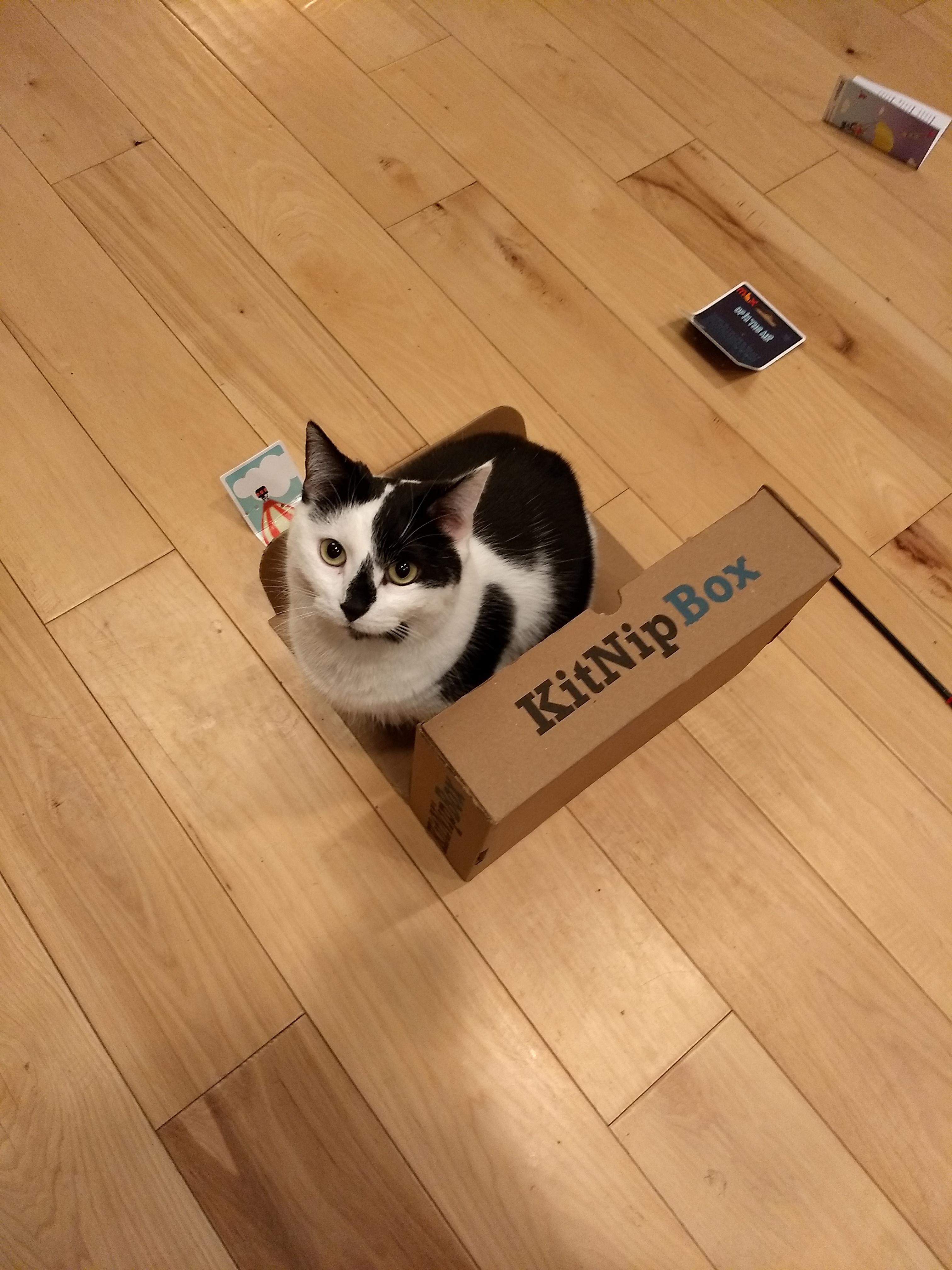 Cat on a box | Scrolller