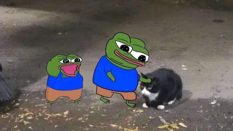 Cat rule | Scrolller