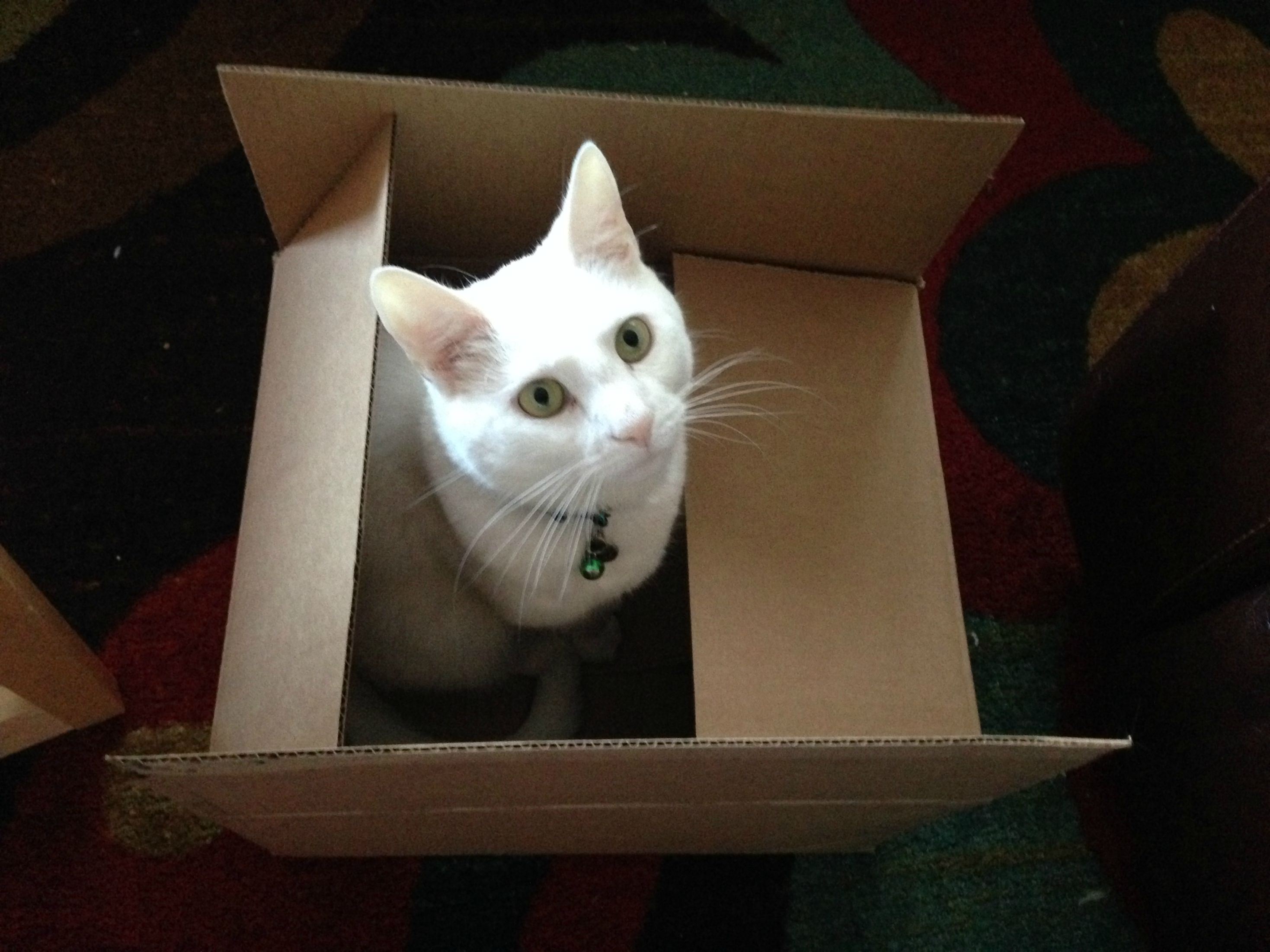 Cat trap. | Scrolller