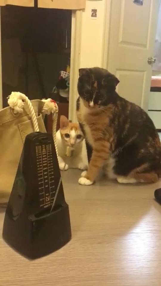 Cat VS Metronome | Scrolller