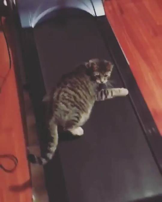Cat vs Treadmill | Scrolller