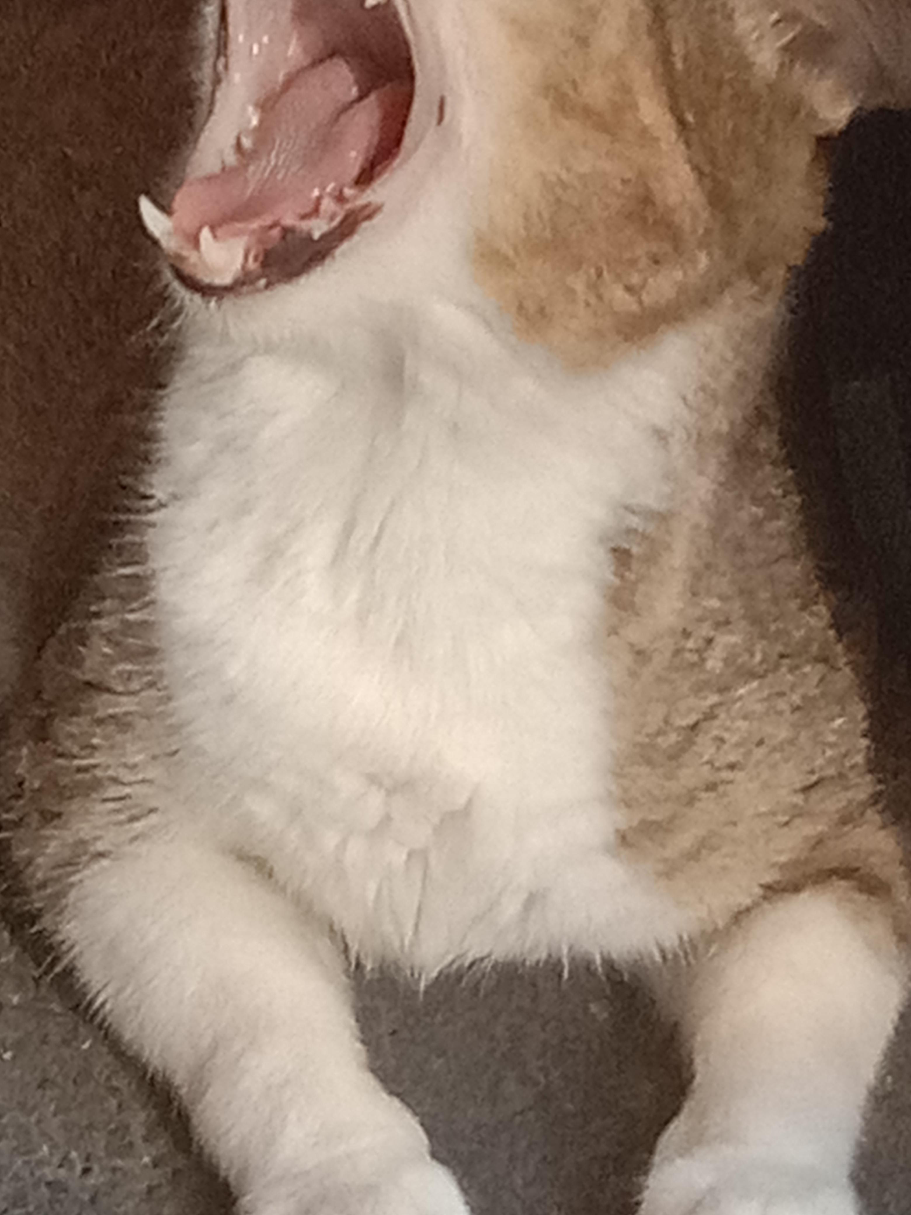 CAT YAWN 🐱 | Scrolller