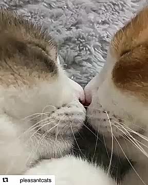 Cat zzzzz's | Scrolller